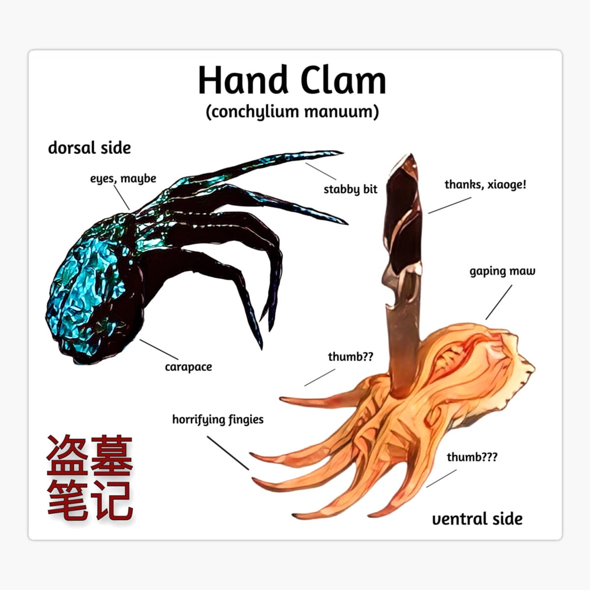 Stickly Dmbj - Hand Clam Anatomy Sticker, Phone Decal Water Bottle ...