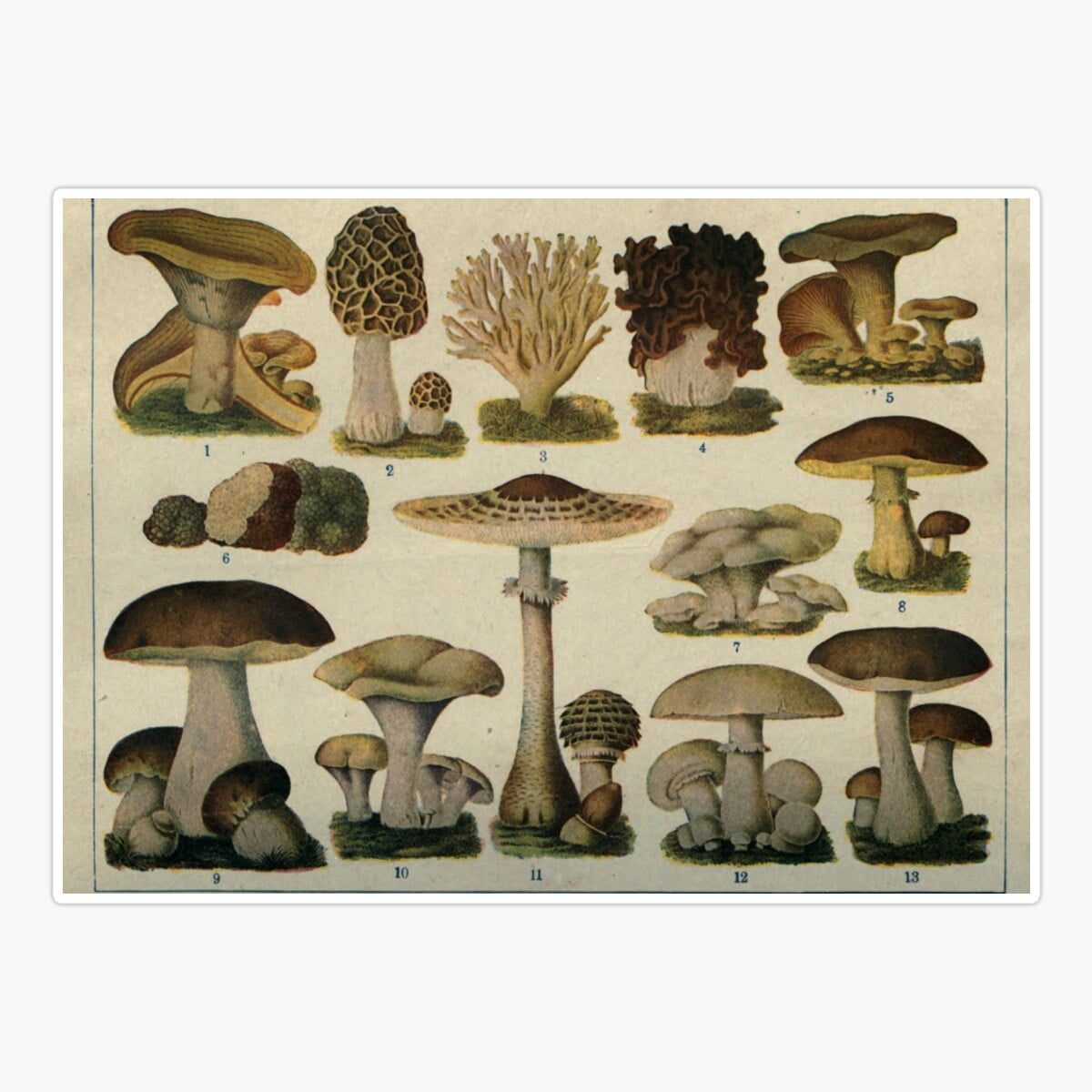 Stickly Edible Mushrooms Sticker, Phone Decal Water Bottle Stickers Car ...