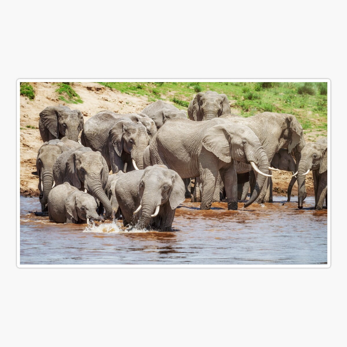 Stickly Elephants Start To Cross The River 2 Masai Mara Kenya Sticker ...