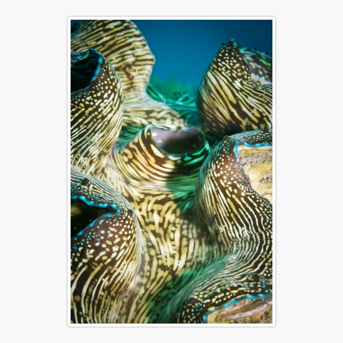 Stickly Giant Clam Sticker, Phone Decal Water Bottle Stickers Car ...