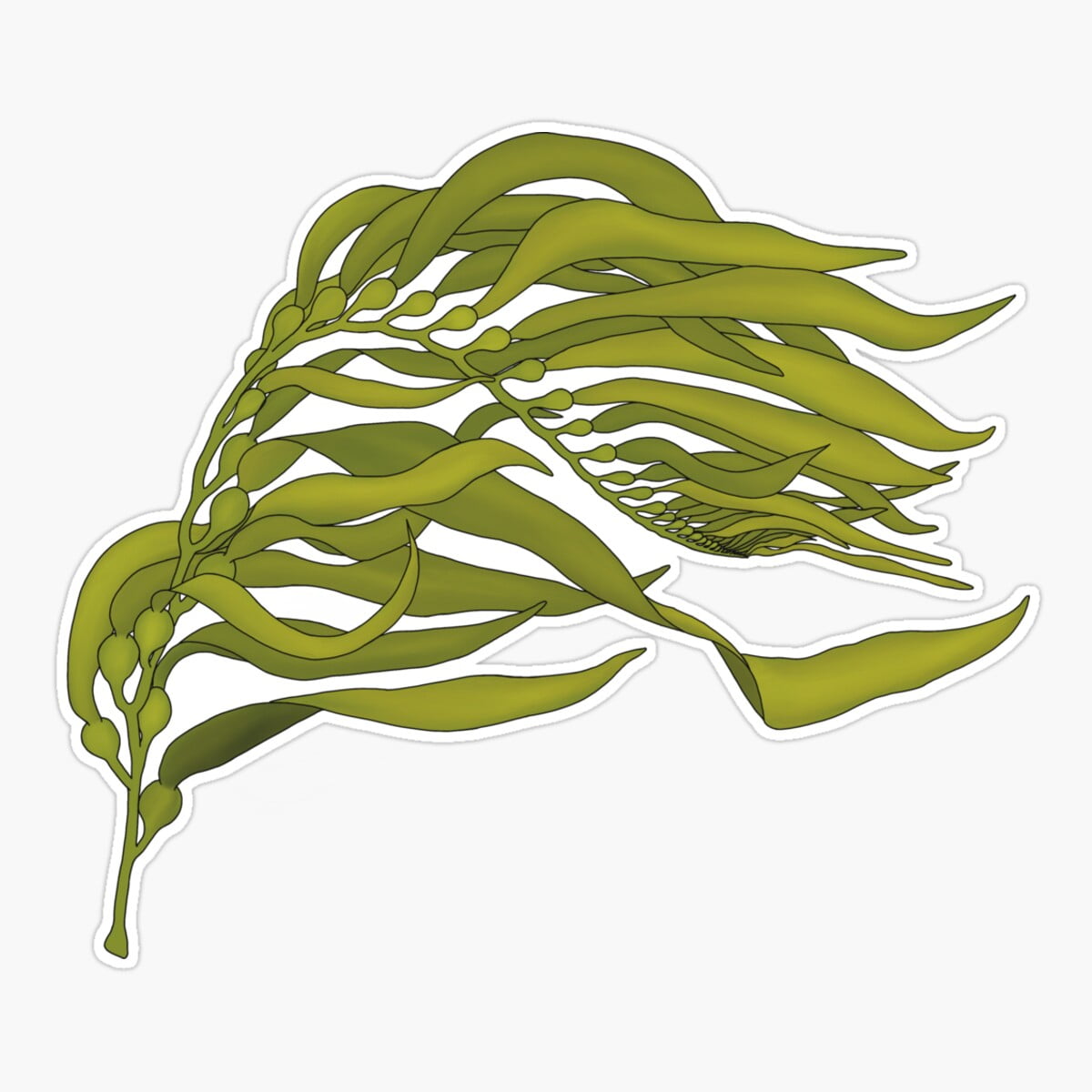 Stickly Giant Kelp - Macrocystis Pyrifera Sticker, Phone Decal Water ...