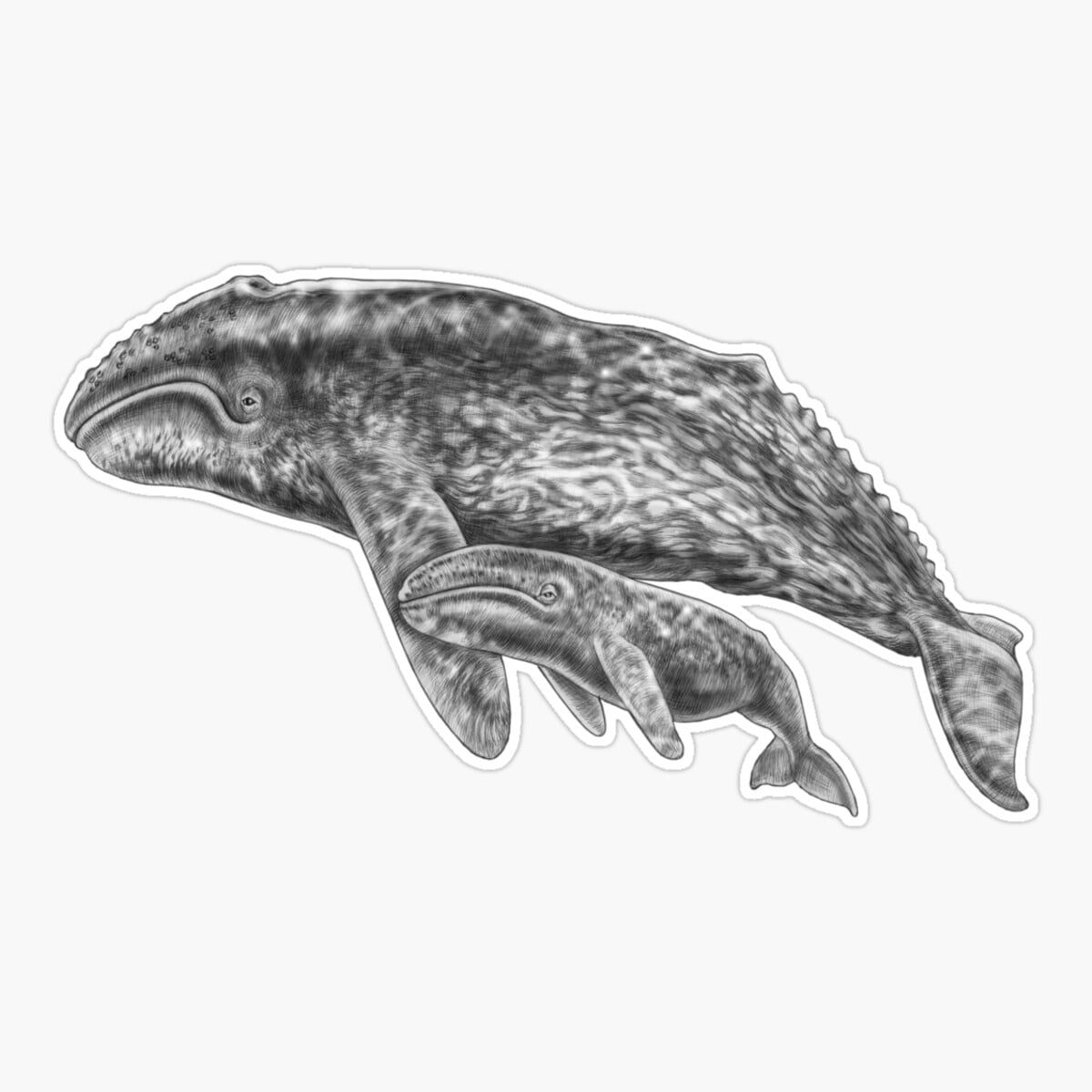 Stickly Gray Whales Sticker, Phone Decal Water Bottle Stickers Car ...