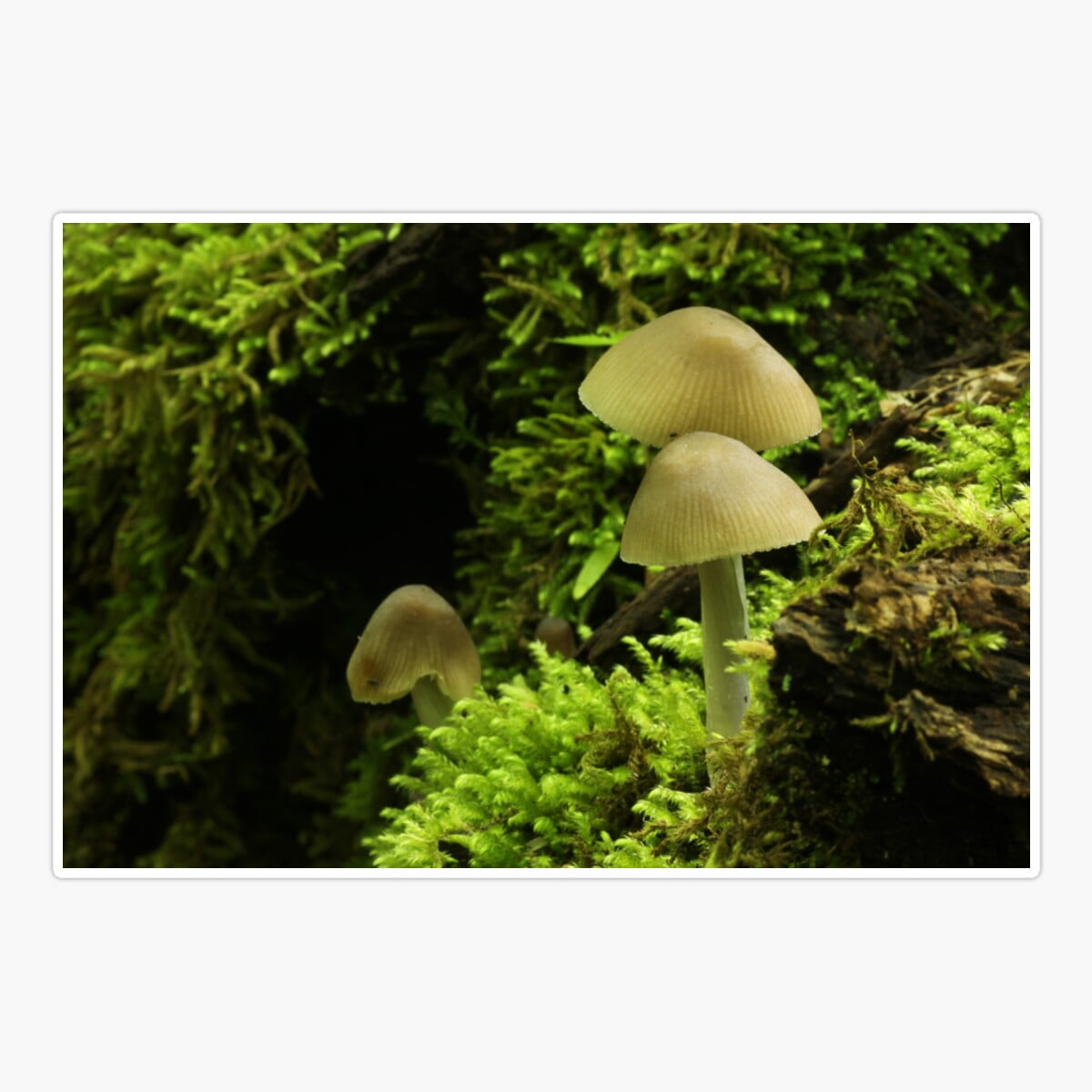 Stickly Grisette Mushroom Pair Sticker, Phone Decal Water Bottle ...