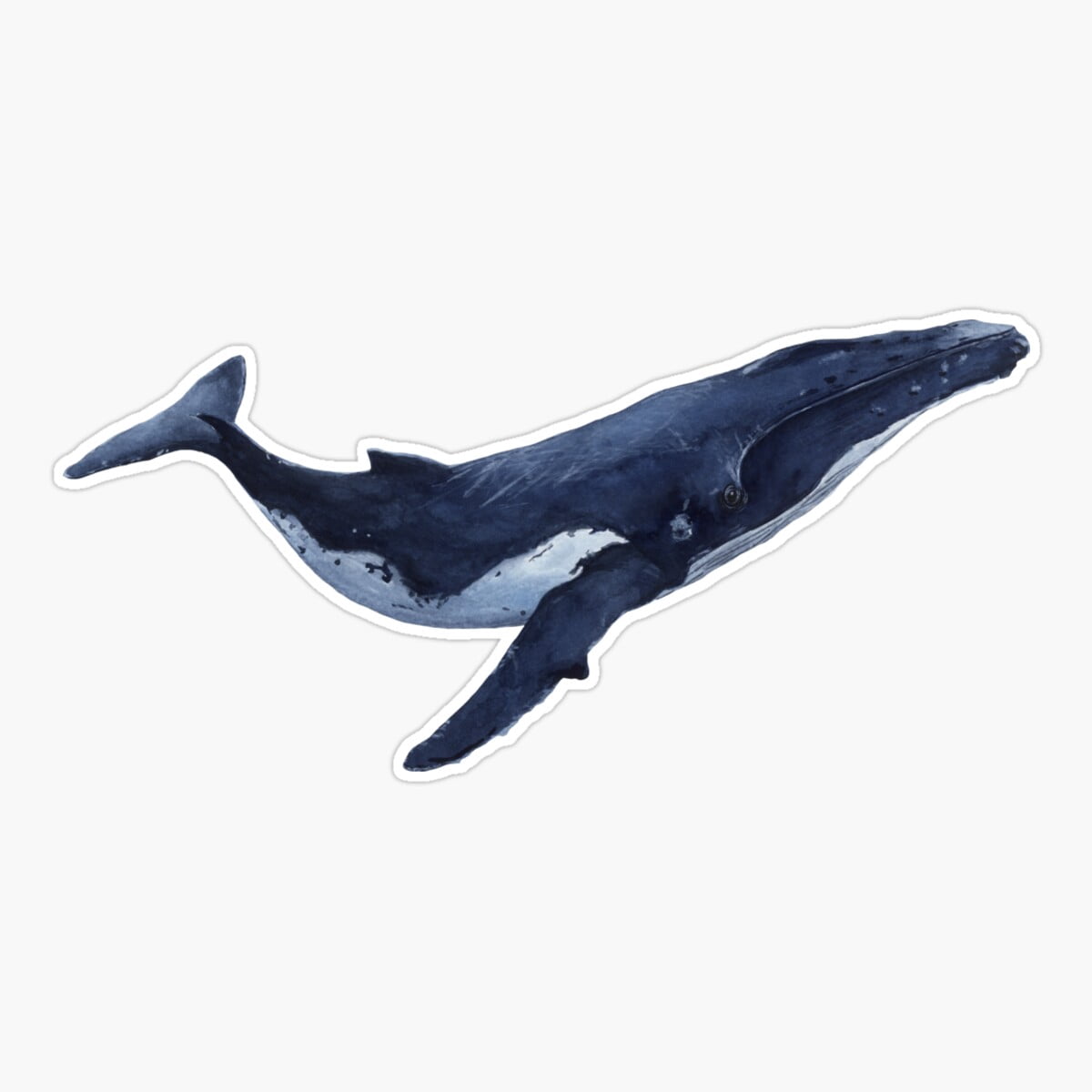 Stickly Humpback Whale I Sticker, Phone Decal Water Bottle Stickers Car ...