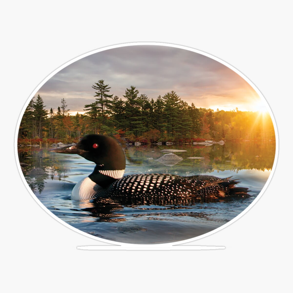 Stickly Loon Sticker, Phone Decal Water Bottle Stickers Car Decals ...