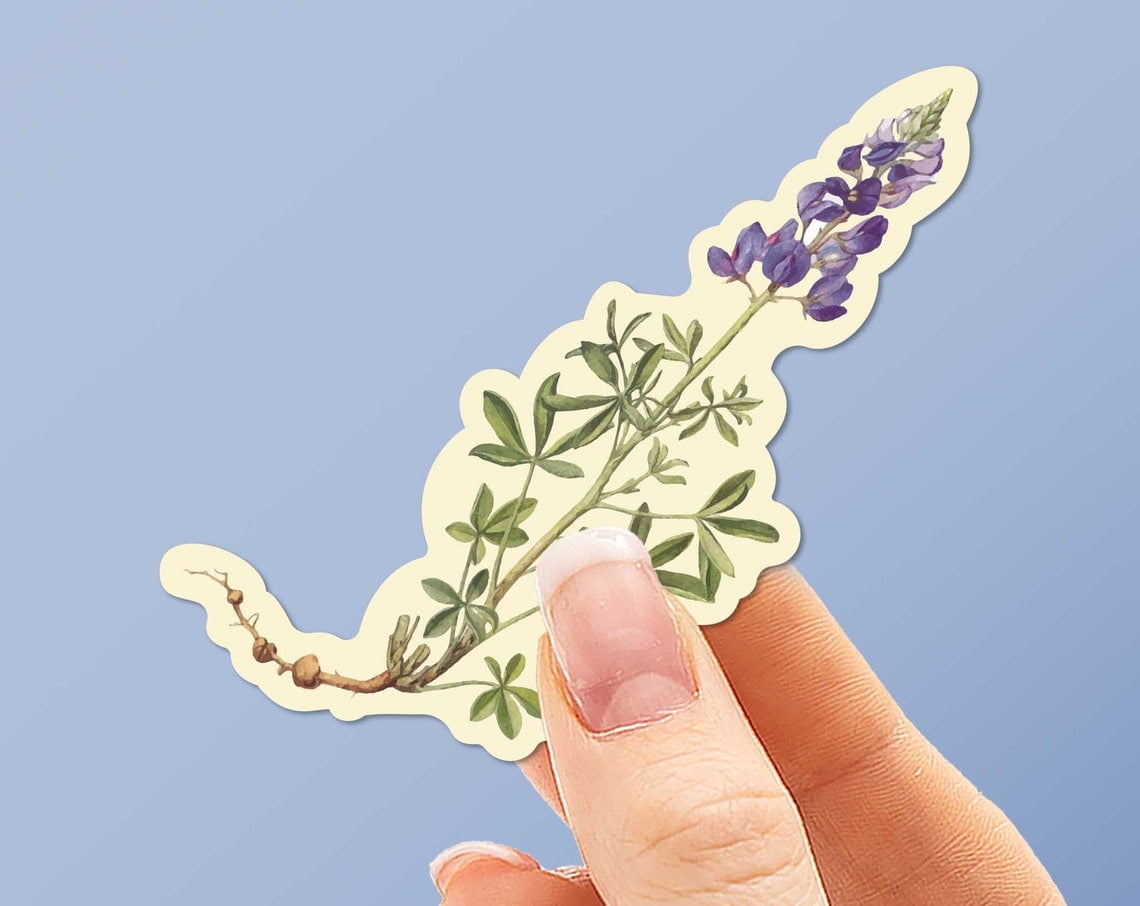 Stickly Mini Texas Bluebonnets Er, Vintage Botanical Art Decal, Cute Tx ...