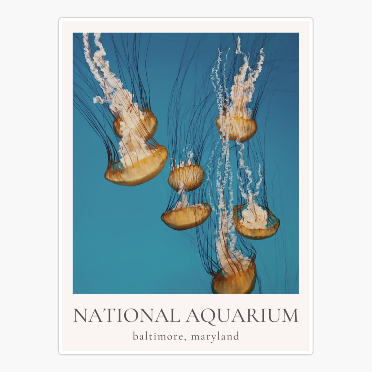 Stickly National Aquarium Baltimore Md Sticker, Phone Decal Water ...