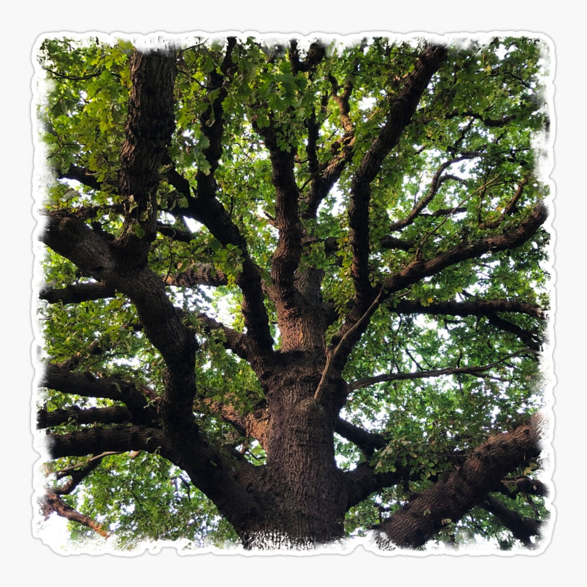 Stickly Oak Tree Photography Sticker, Phone Decal Water Bottle Stickers ...