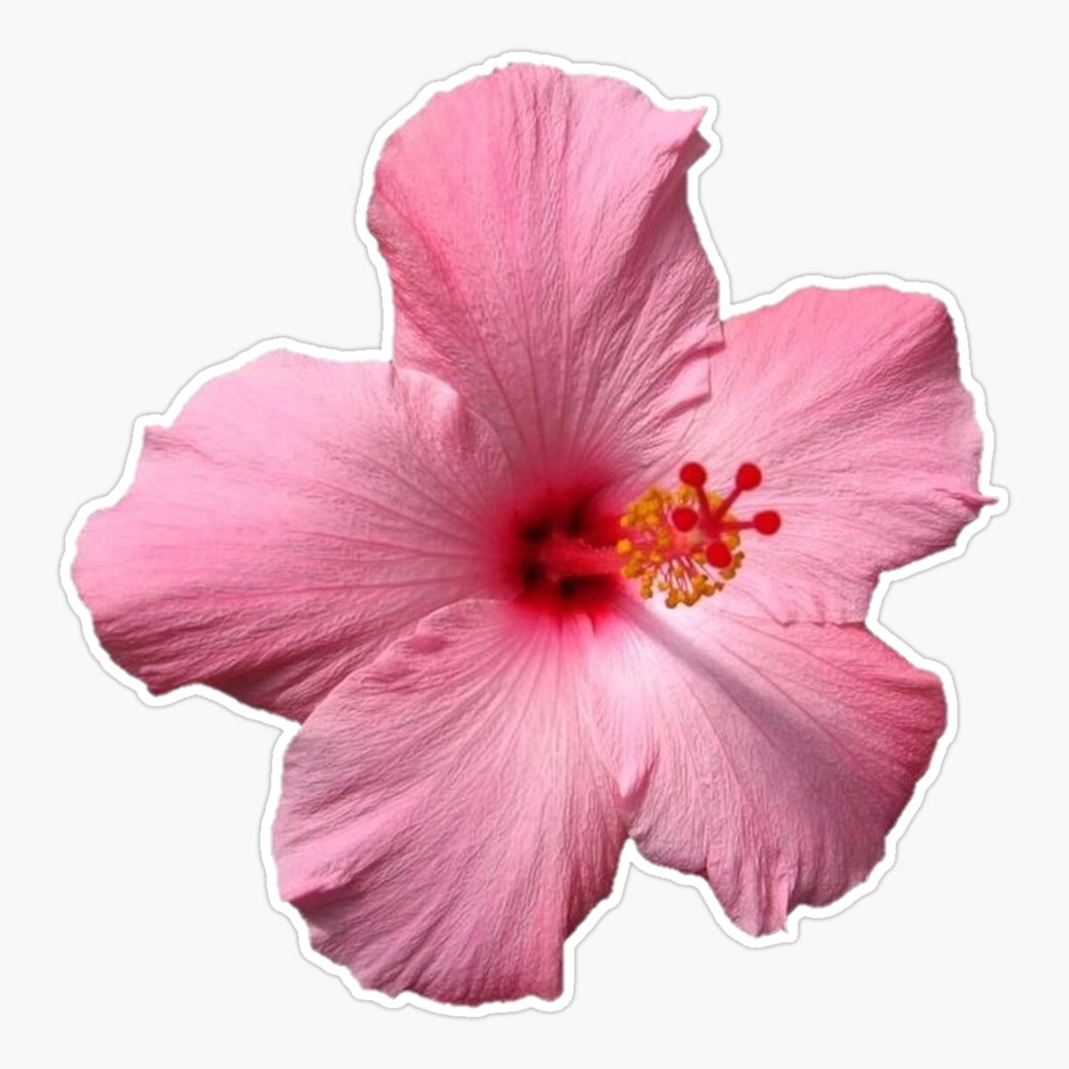 Stickly Pink Hibiscus Flower Sticker, Phone Decal Water Bottle Stickers ...