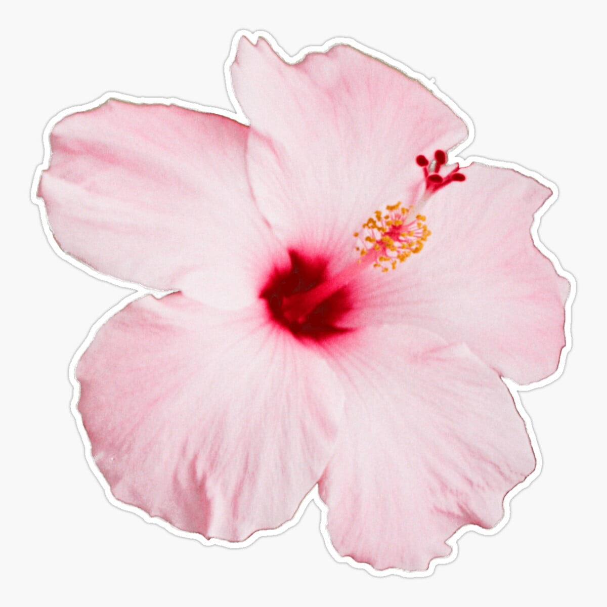 Stickly Pink Hibiscus Photograph Die Cut Hawaiian Flower Sticker, Phone ...