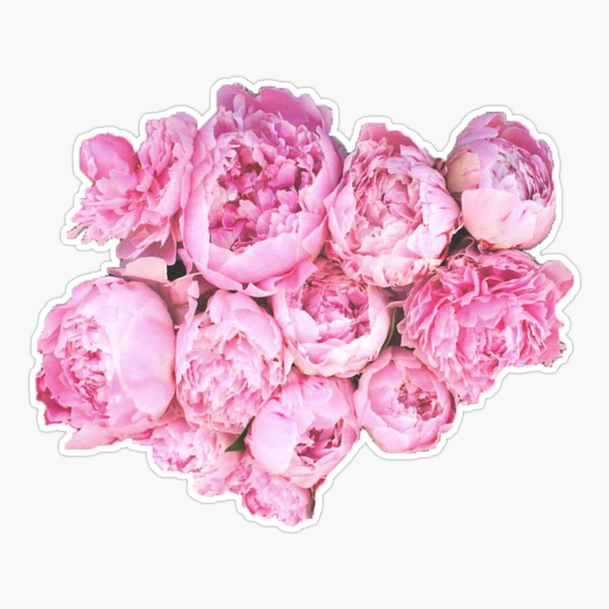 Stickly Pink Peonies Sticker, Phone Decal Water Bottle Stickers Car ...