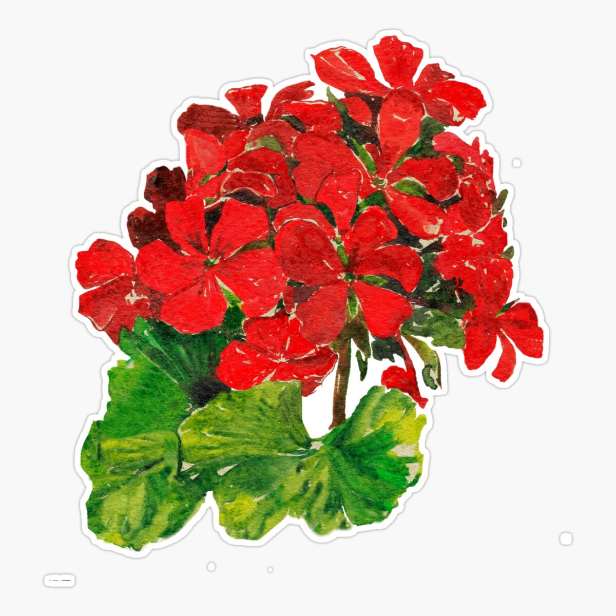 Stickly Red Geranium. Summer Geranium. Geranium Blossom. Sticker, Phone ...