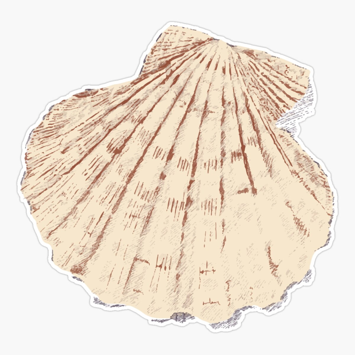 Stickly Scallop Sticker, Phone Decal Water Bottle Stickers Car Decals ...