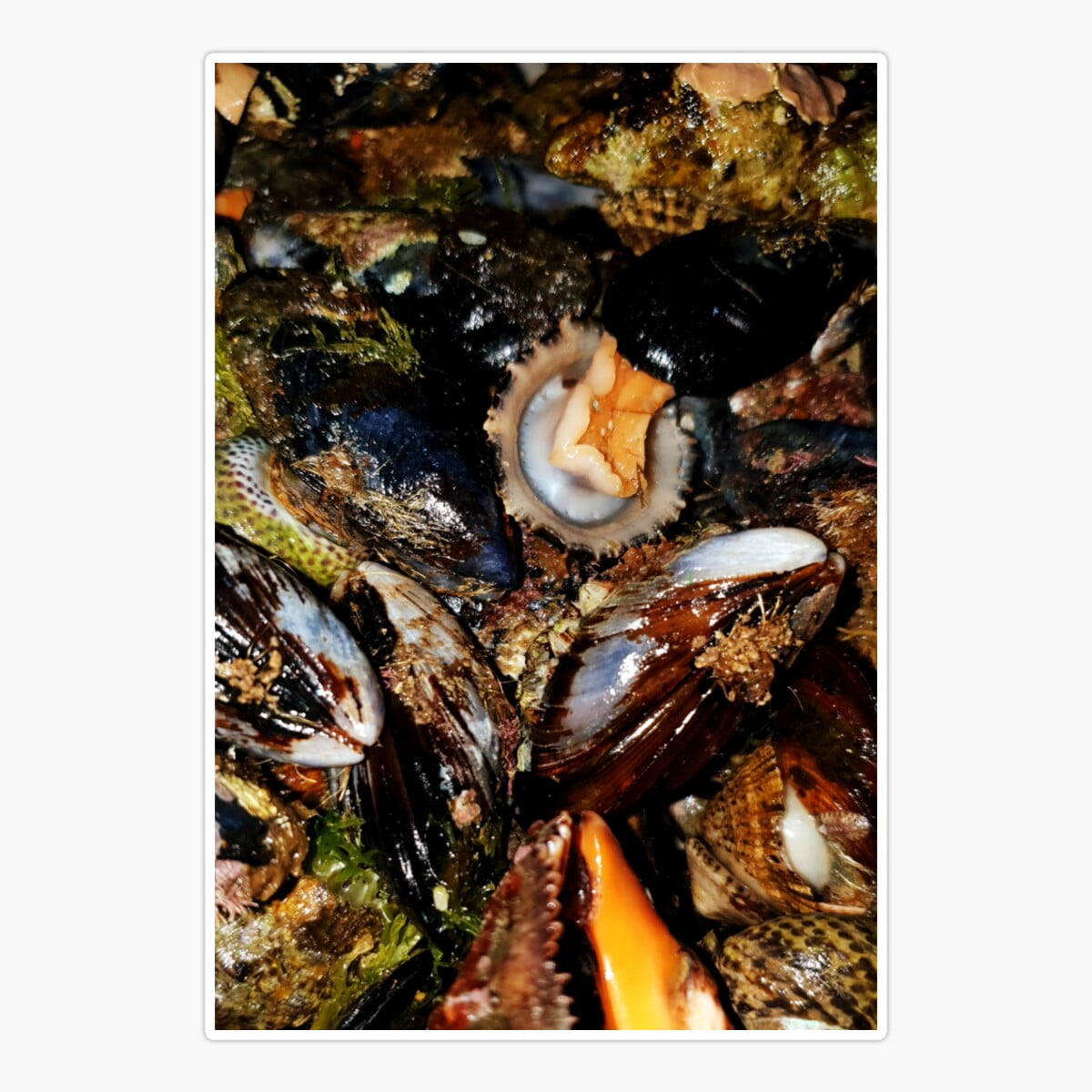 Stickly Shells Group Sticker, Phone Decal Water Bottle Stickers Car ...