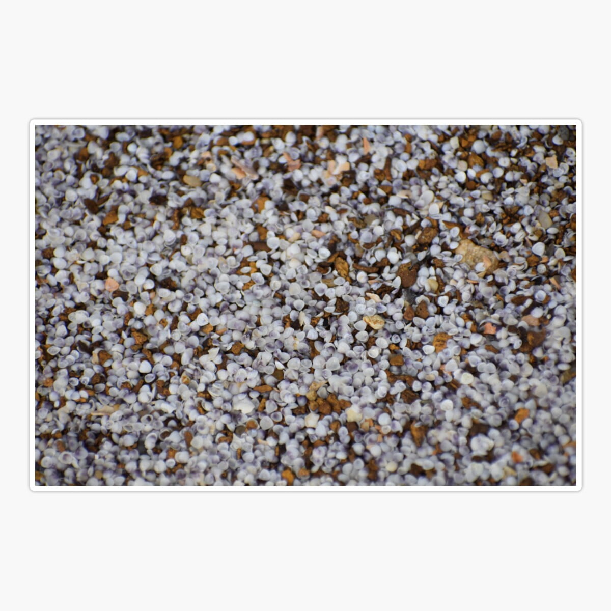 Stickly Tiny Clam Shells Sticker, Phone Decal Water Bottle Stickers Car ...