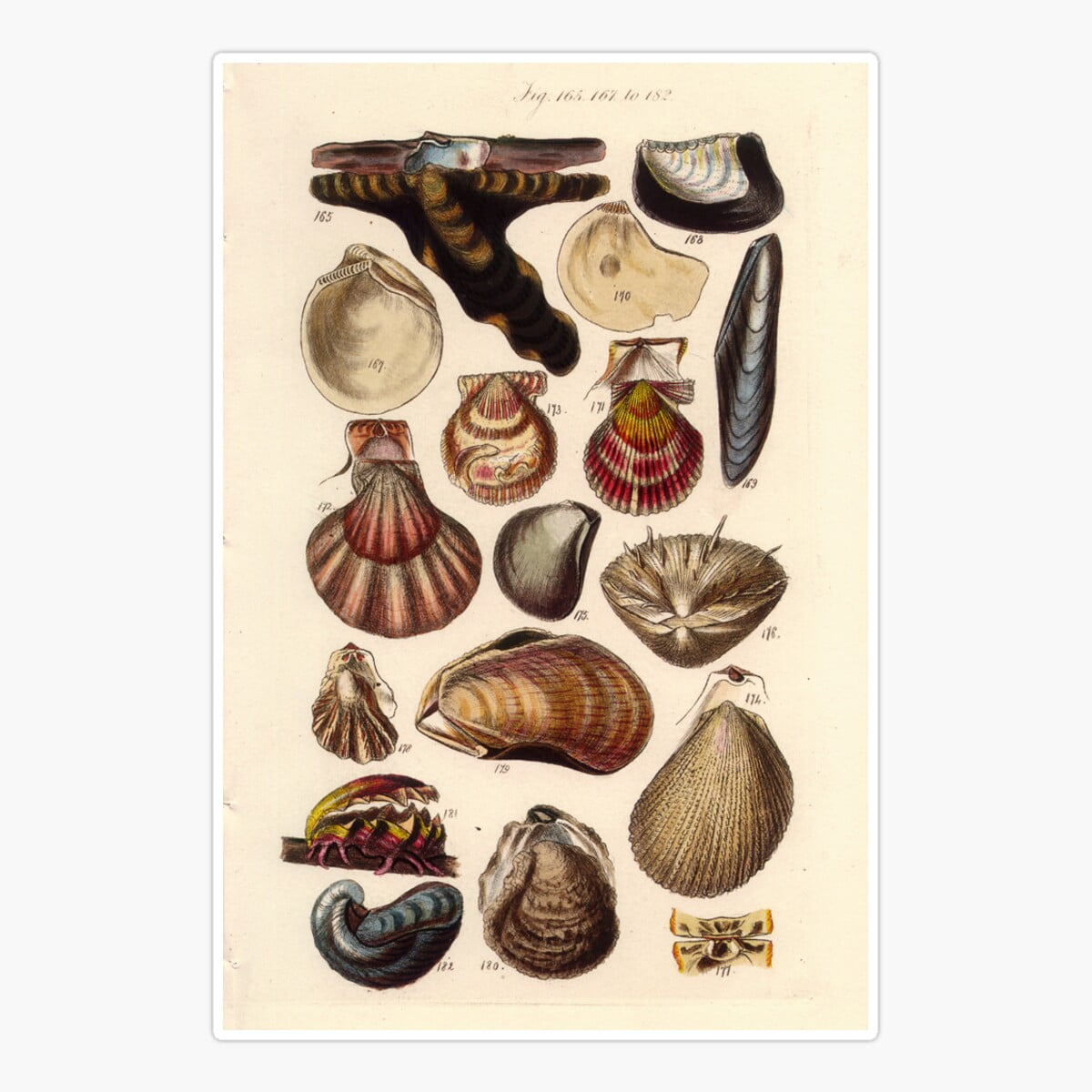 Stickly Vintage Biology Illustration - Conchological Manual Plate 10 ...