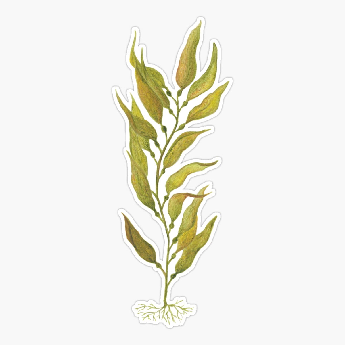 Stickly Watercolour Kelp Sticker, Phone Decal Water Bottle Stickers Car ...