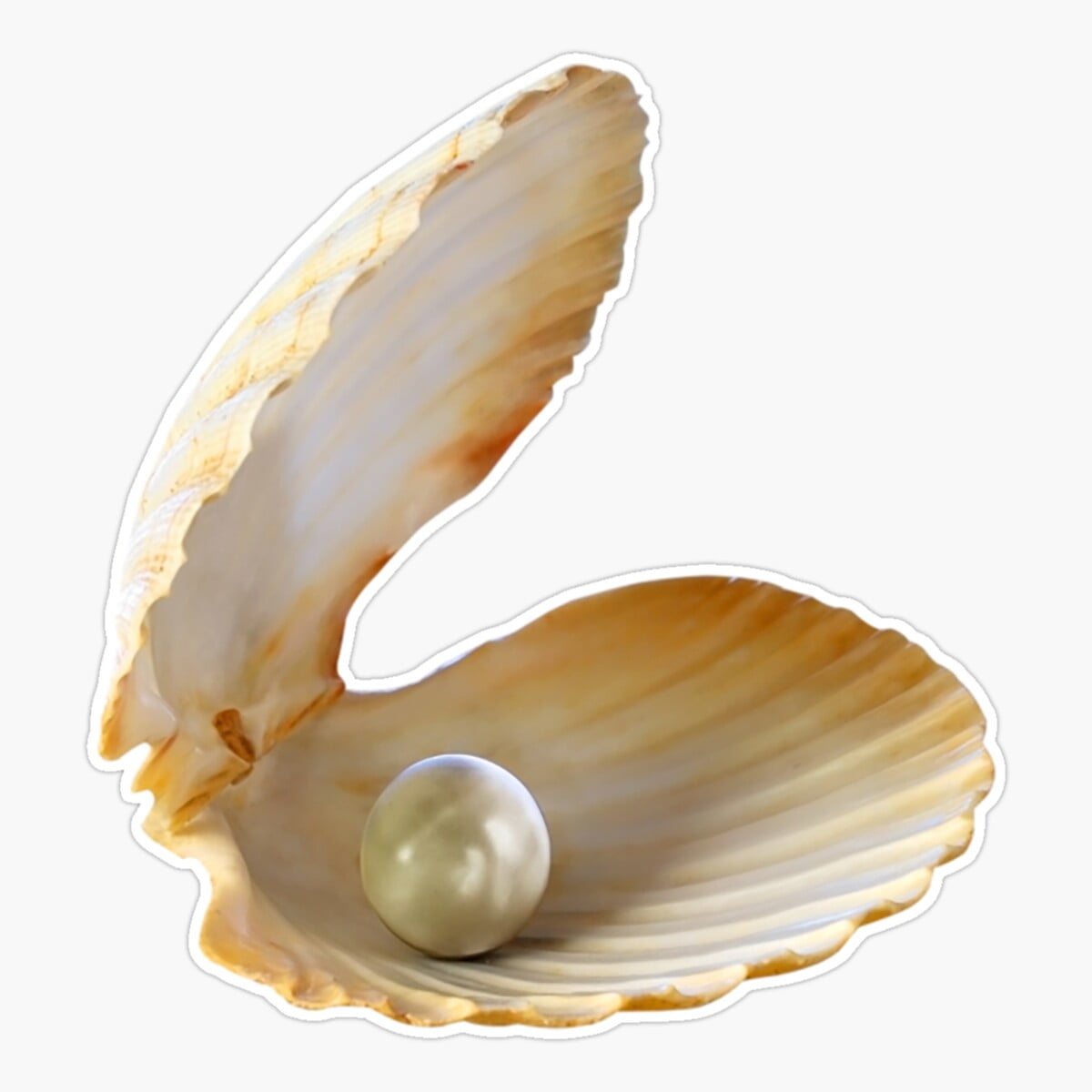 Stickly White Clam Shell Seashell Pearl Sticker, Phone Decal Water ...