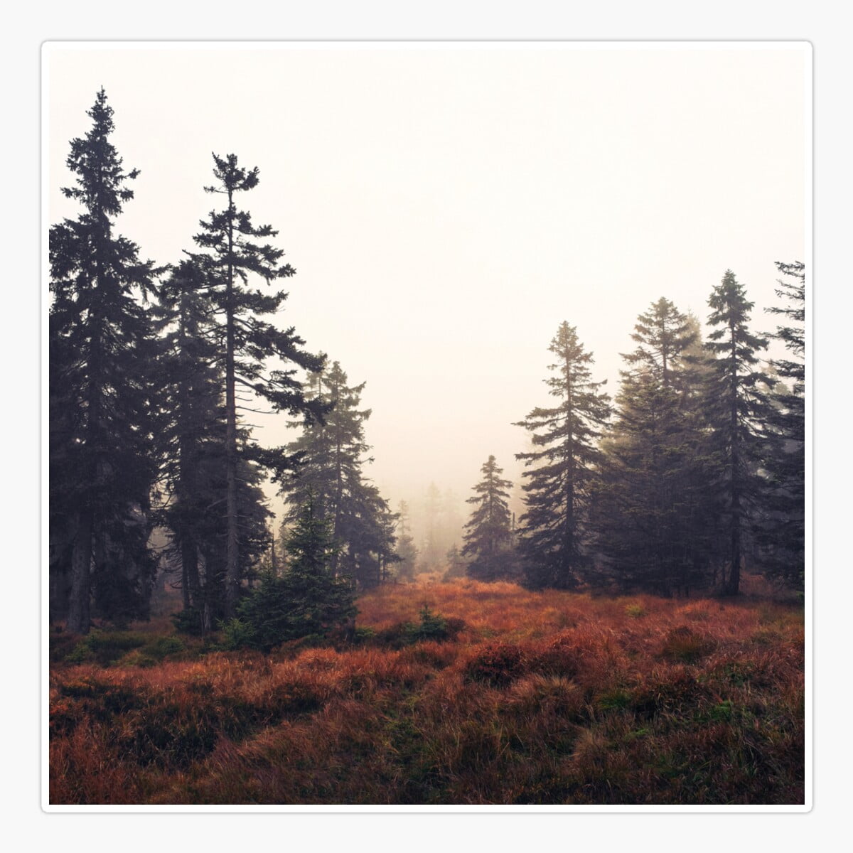 Stickly You Are Here // Wild Romantic Misty Fairytale Wilderness Forest ...