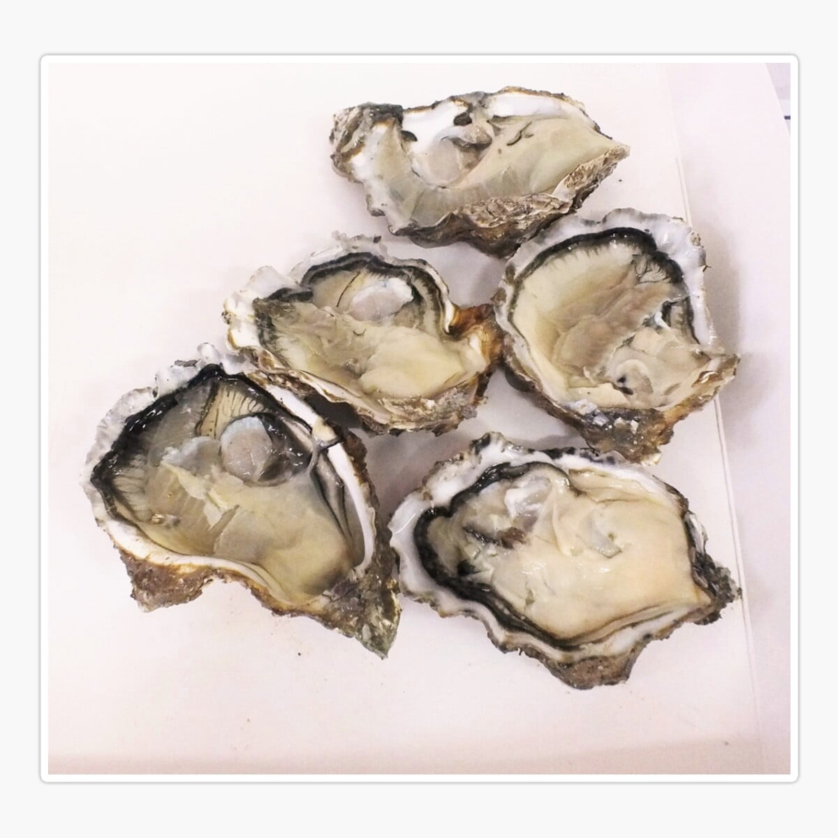 Stickly Yummy Oysters Sticker, Phone Decal Water Bottle Stickers Car ...