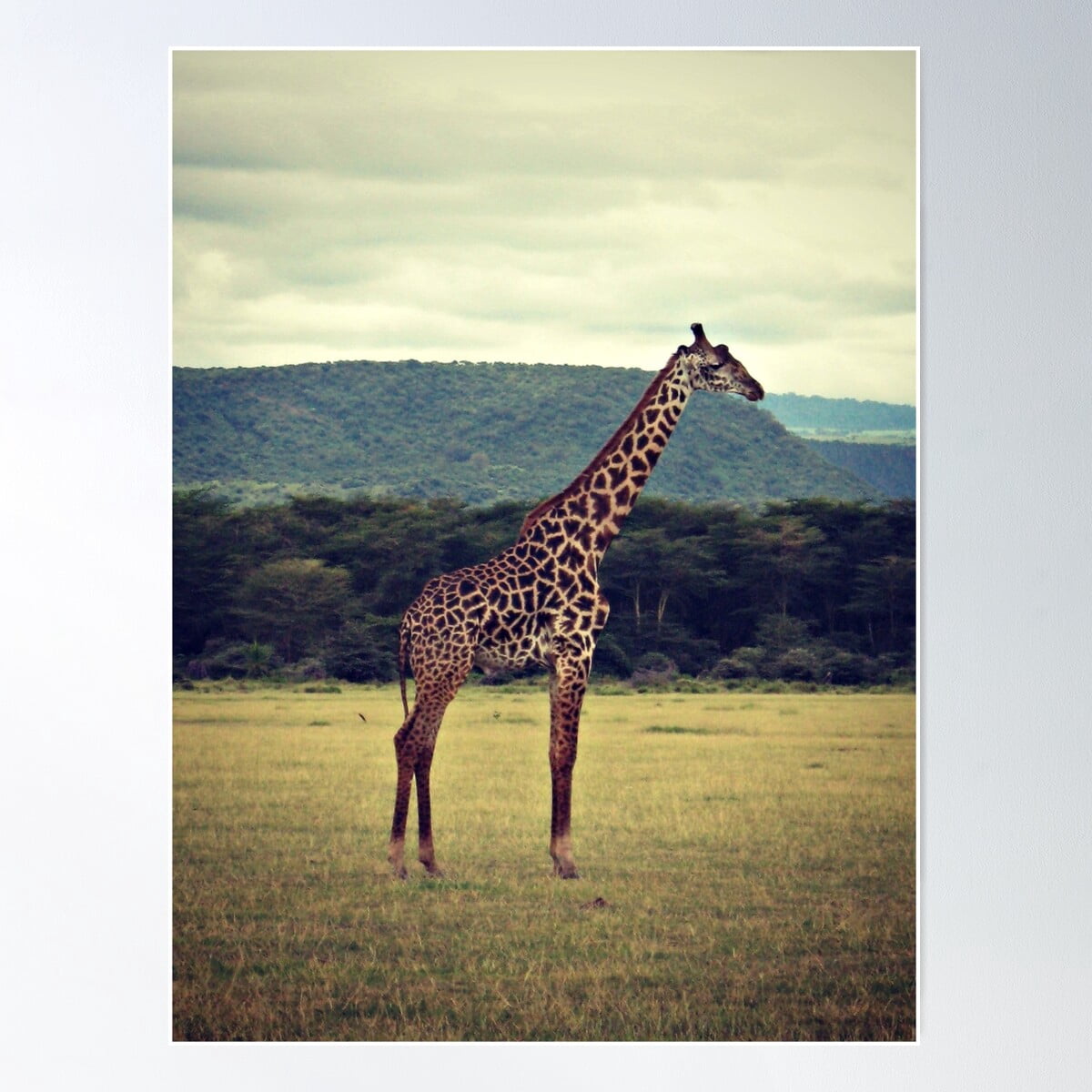 Stiff Sentinel ( Giraffe In Profile ) Poster Wall Art, Modern Wall ...