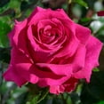 Fragrant Stiletto‚Ñ¢ Rose Bushes by Heirloom Roses - Live Hybrid Tea ...