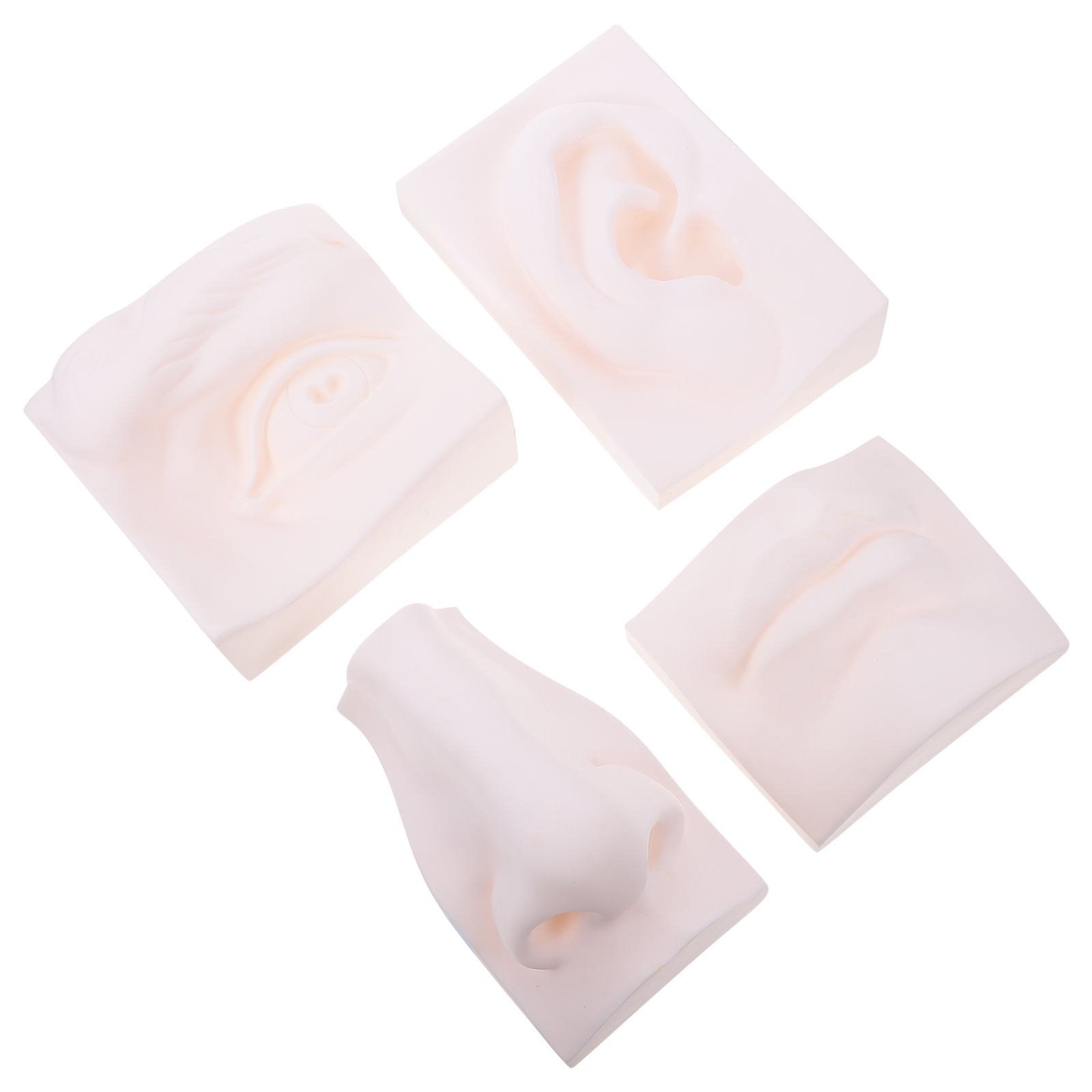 Still Life Props Drawing Anatomy Model Sketch Reference Organ Statue ...