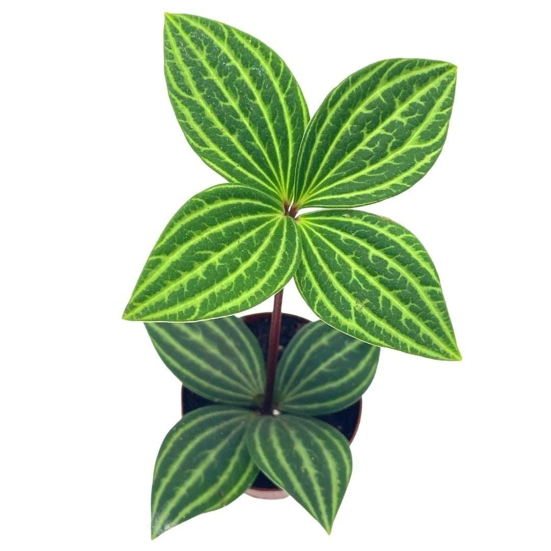 Stilt Peperomia, 2 inch, Peperomia puteolata, Parallel Peperomia ...