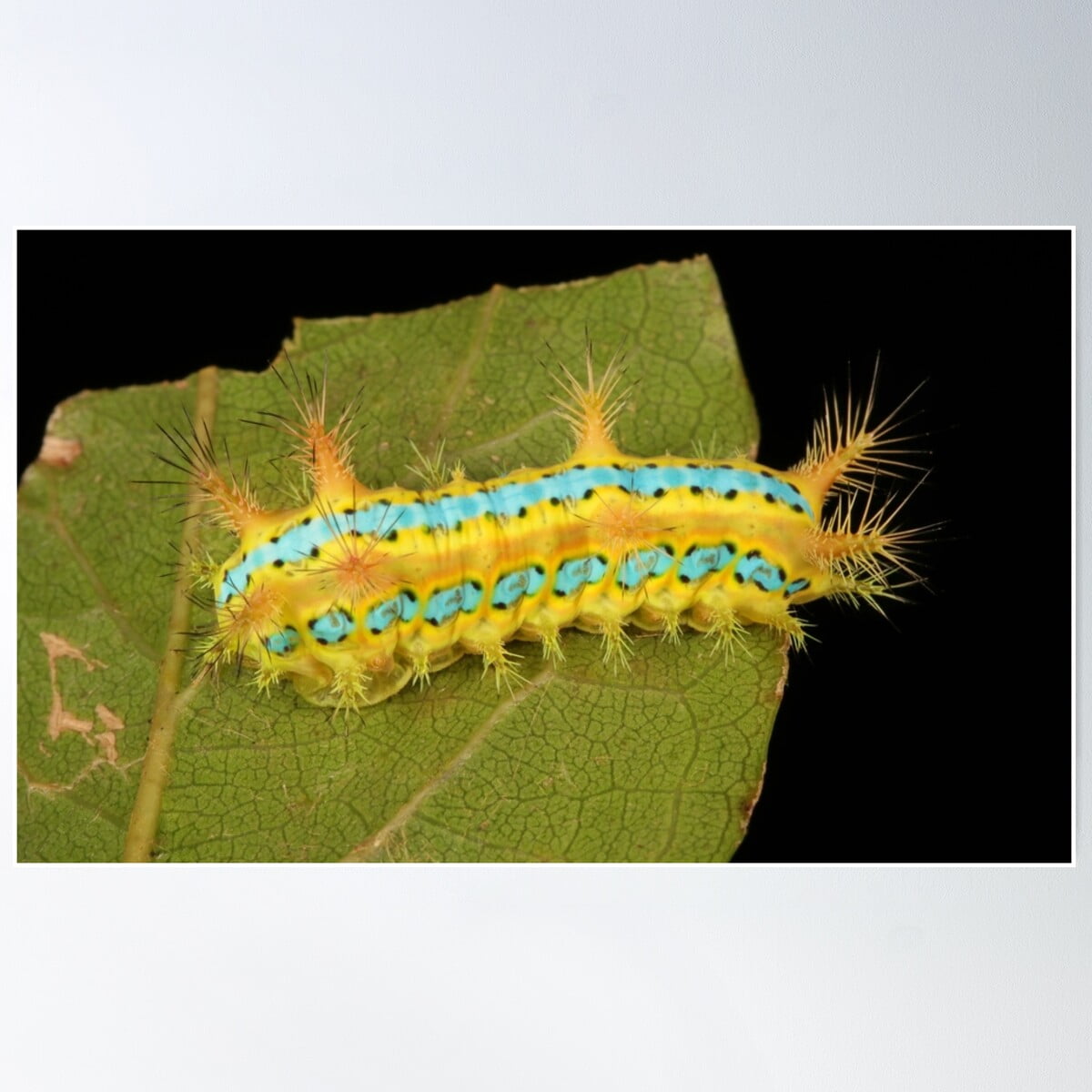 Stinging Nettle Slug Caterpillar 3 Poster Wall Art, Modern Wall Decor ...