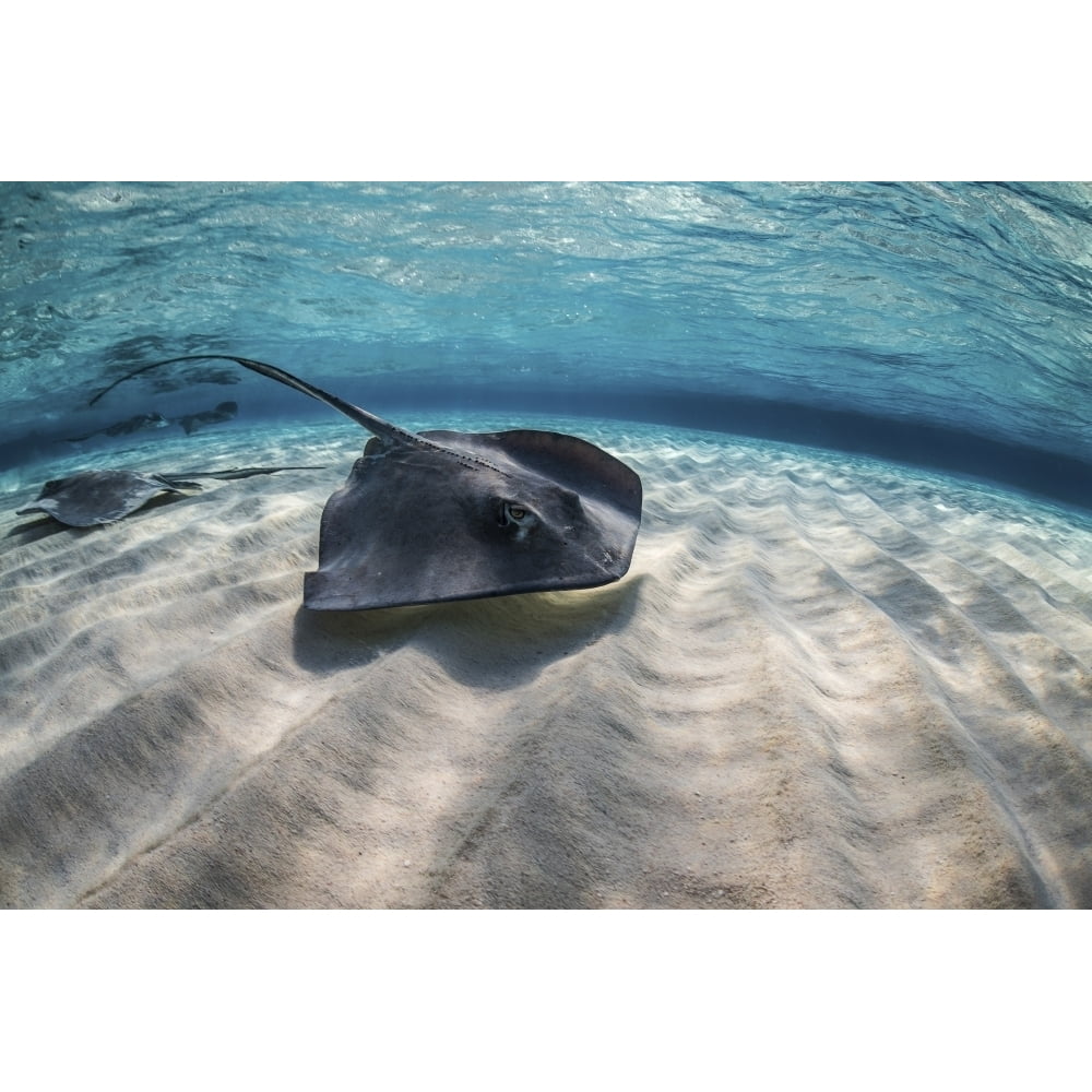 Stingrays swimming the ocean floor Grand Cayman Cayman Islands Poster ...
