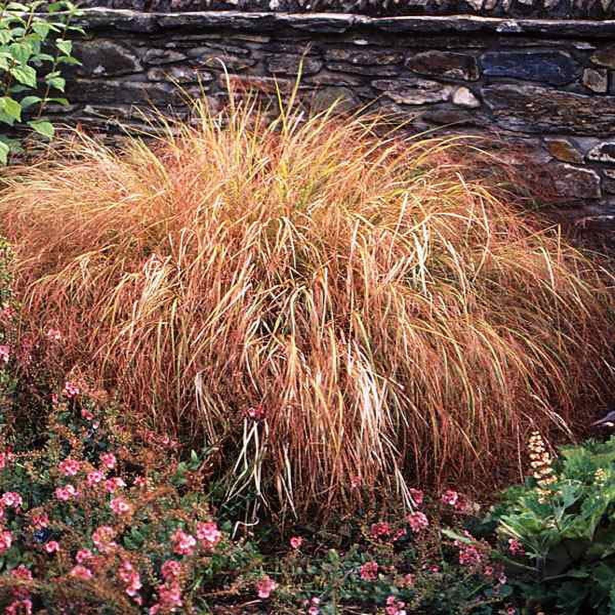 Stipa Arundinacea Pheasant Tails Drought Tolerant Xeriscape Ornamental ...