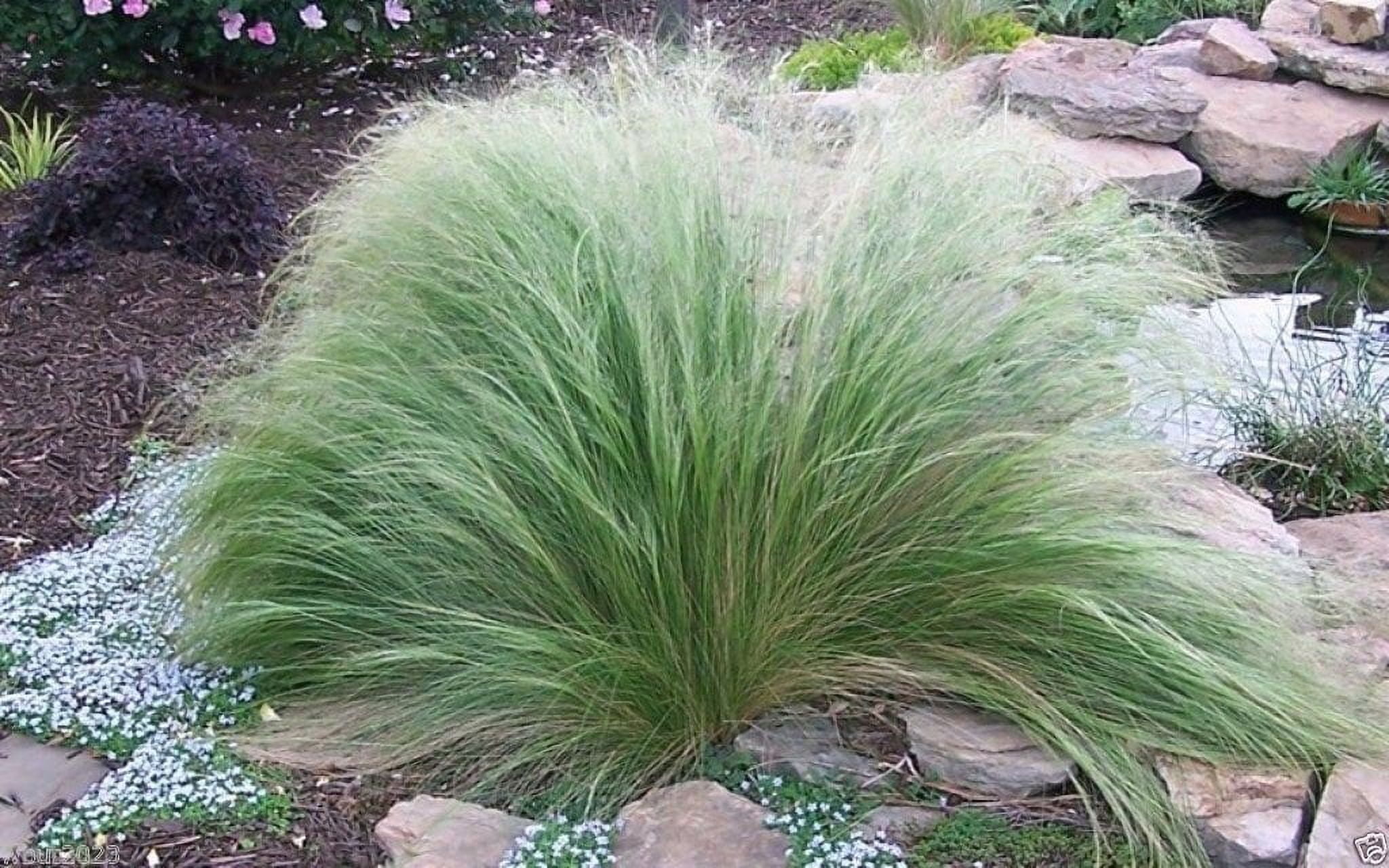 Stipa tenuissima Seeds - Mexican Feather MVR1 Grass, Perennial ...