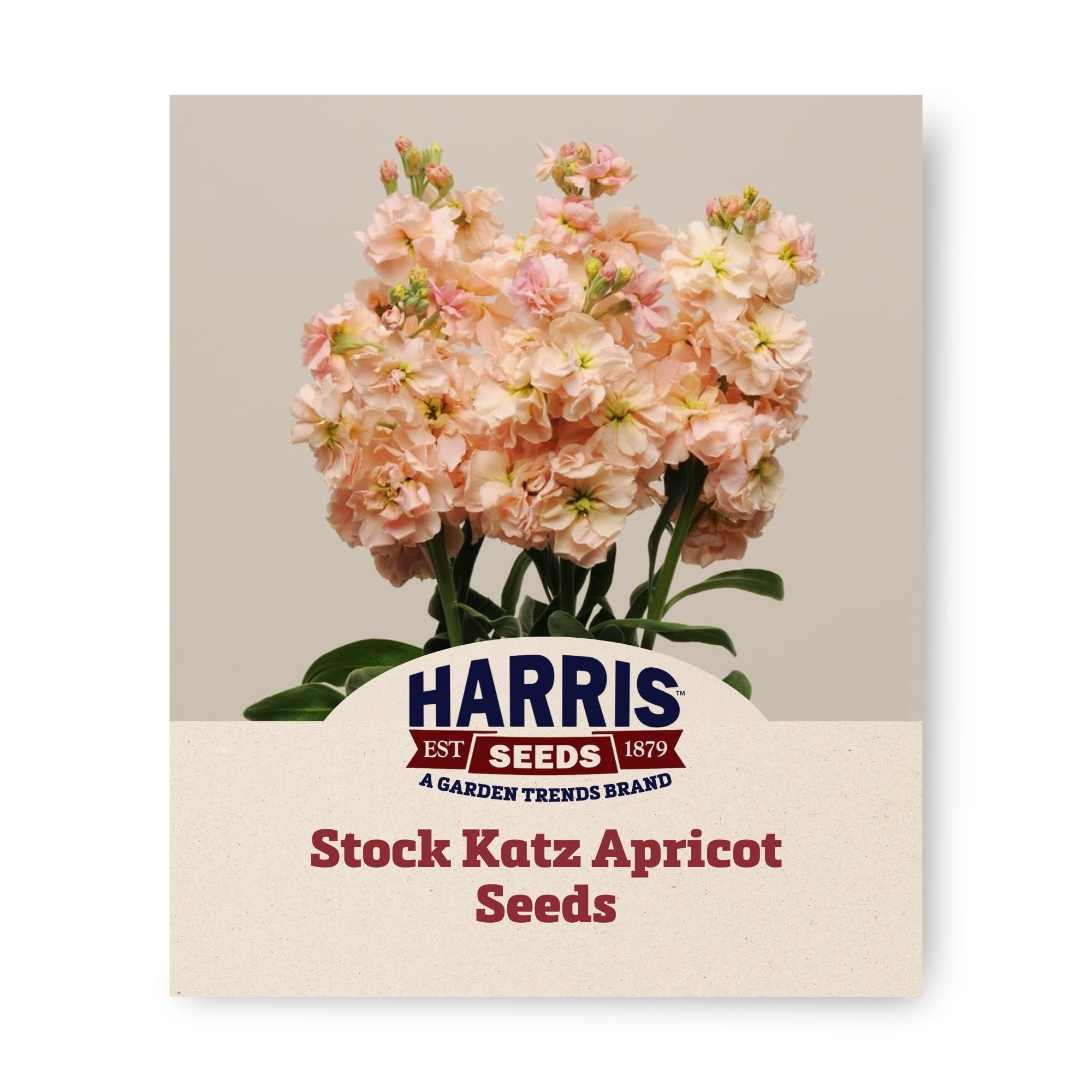 Harris Seeds - Stock Katz Apricot Seeds - Early Blooms - 500 Seeds ...