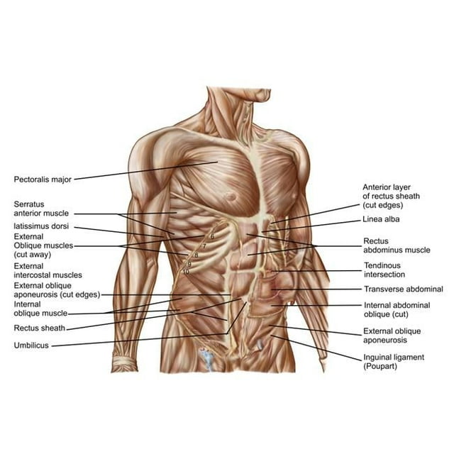 StockTrek Images Anatomy of Human Abdominal Muscles Poster Print, 34 x ...