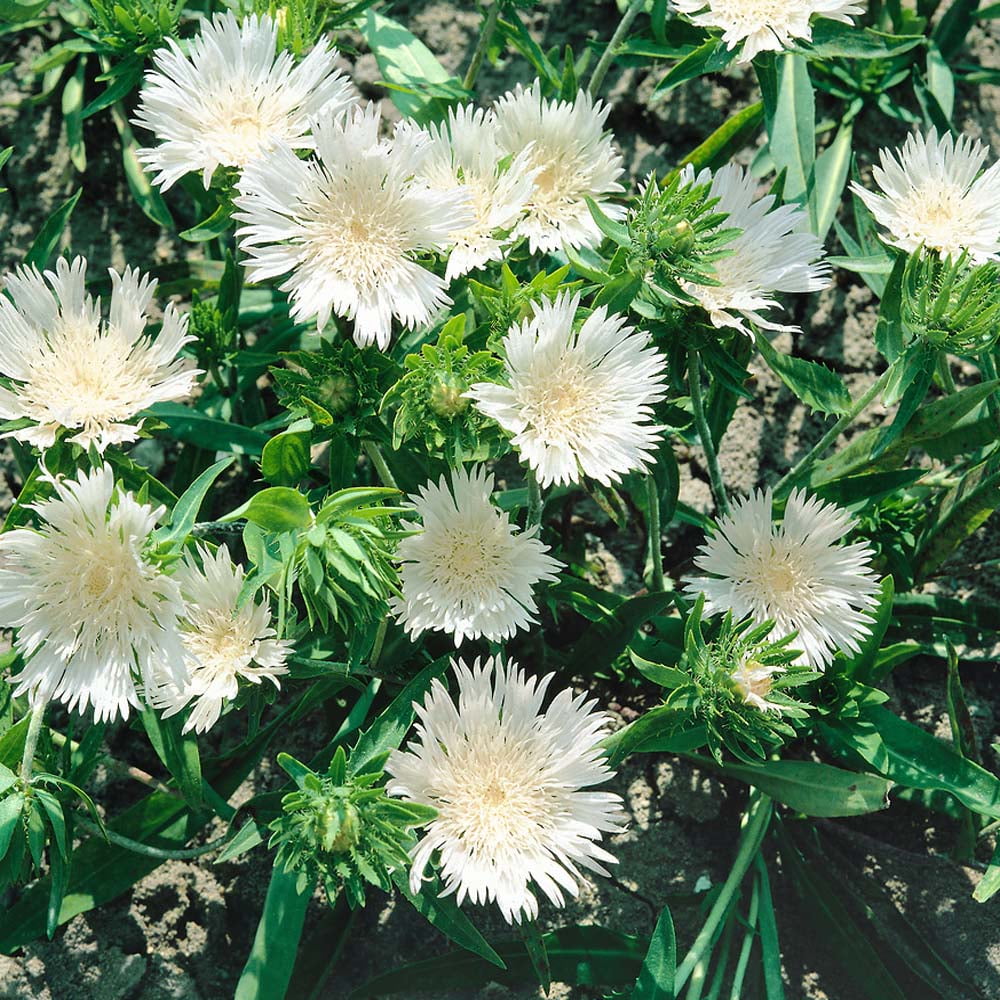 Stokesia Laevis White Star Drought Tolerant Garden Flower Stokes Aster ...