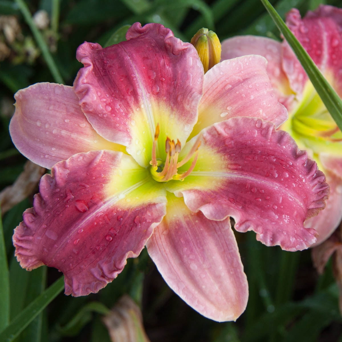 Stolen Treasure Pink Flowering Daylily Hemerocallis Dormant Bare Root ...