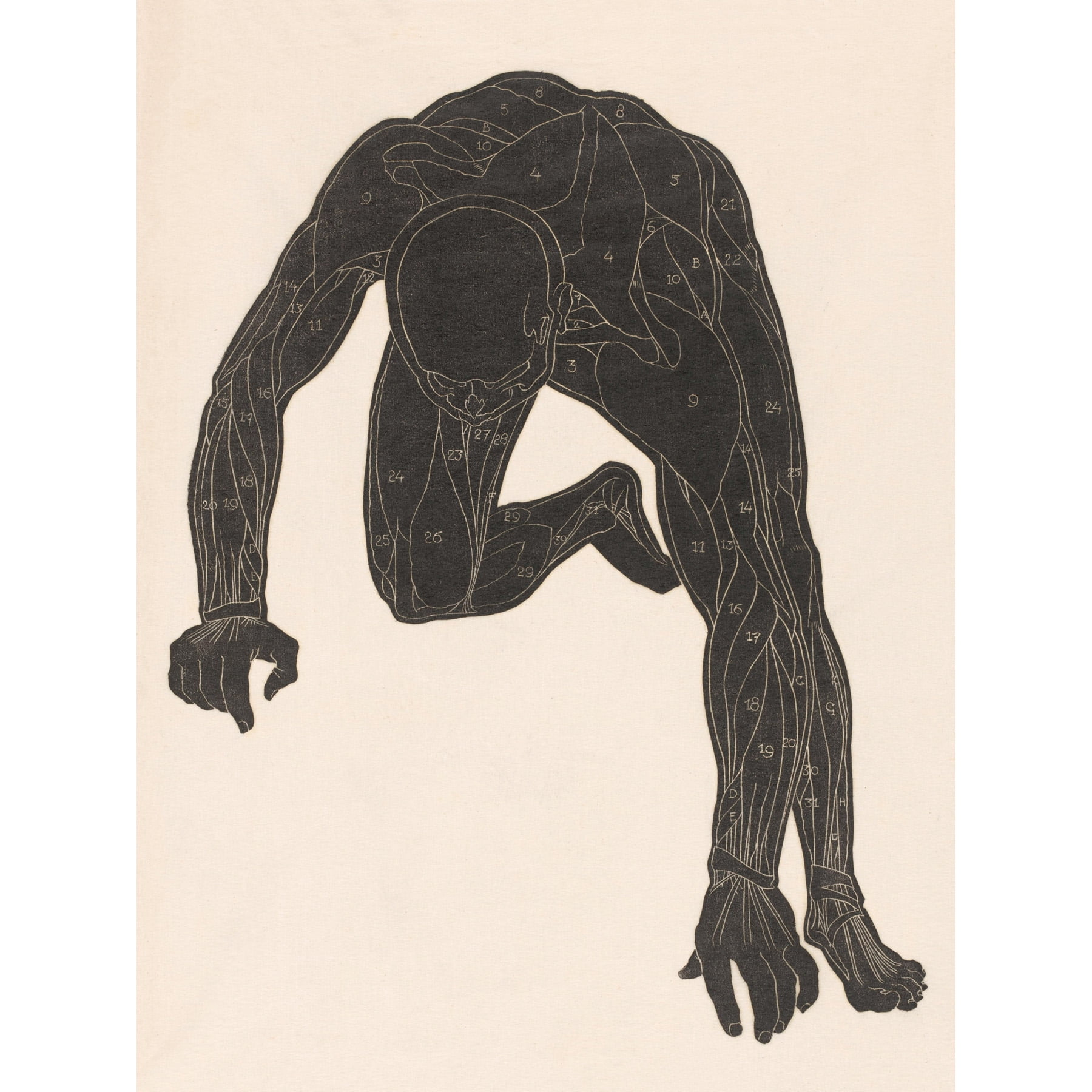 Stolk Anatomical Study Neck Arm Leg Muscles Man Extra Large XL Wall Art ...