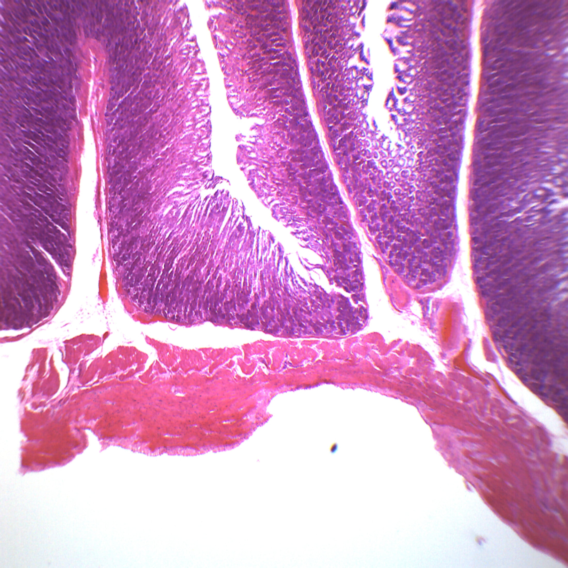 Stomach Composite Section, Prepared Microscope Slide - 75 x 25mm ...