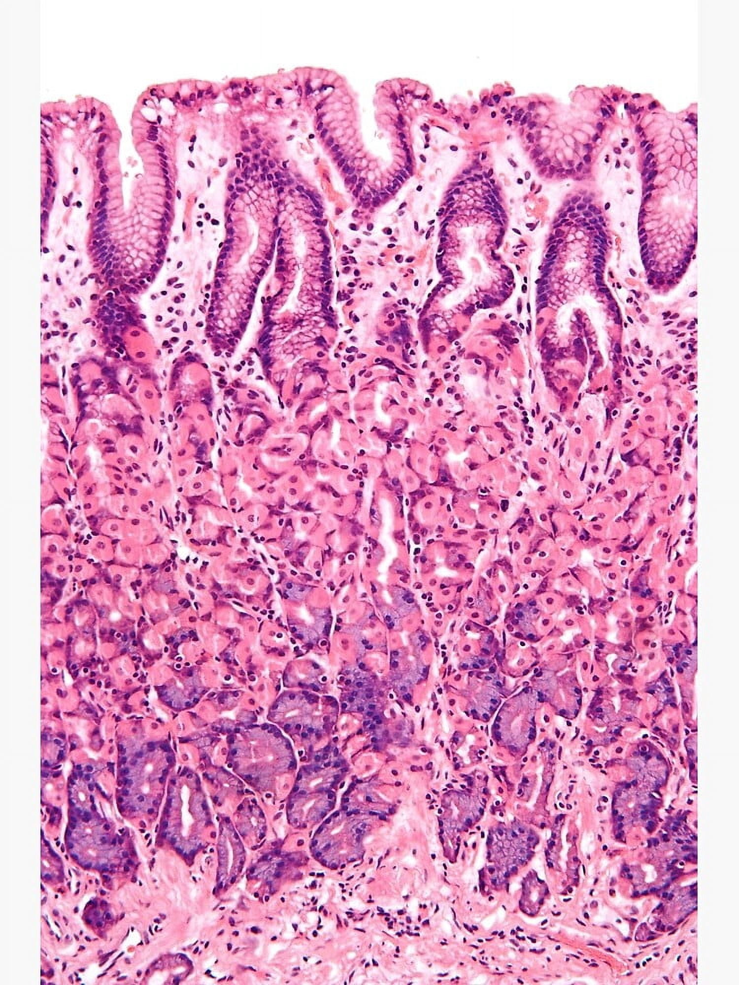 Stomach Histology Modern Art Decor Unframe