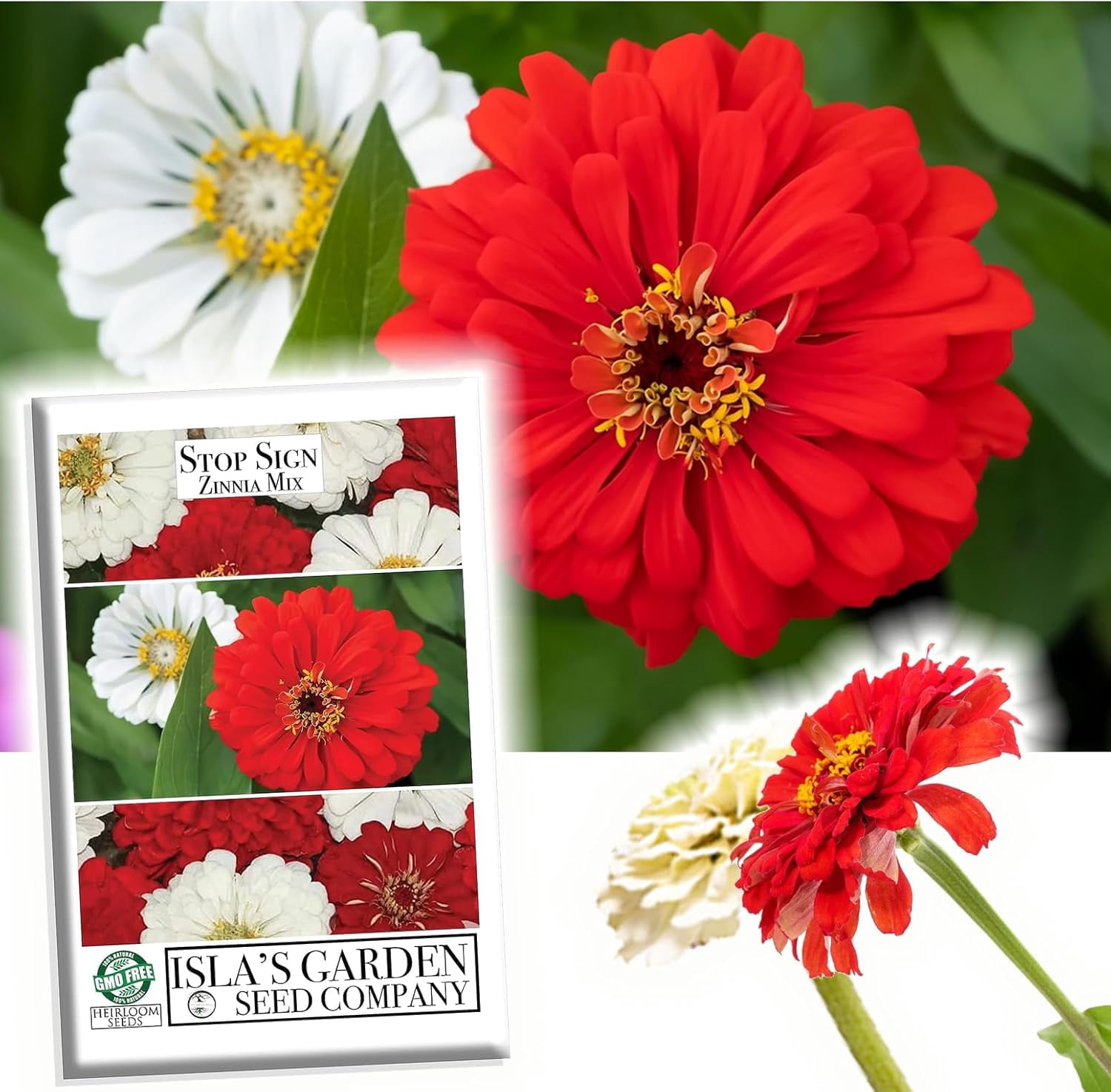 Stop Sign Mix Red & White Zinnia Seeds (Zinnia elegans) – 500+ Non-GMO ...