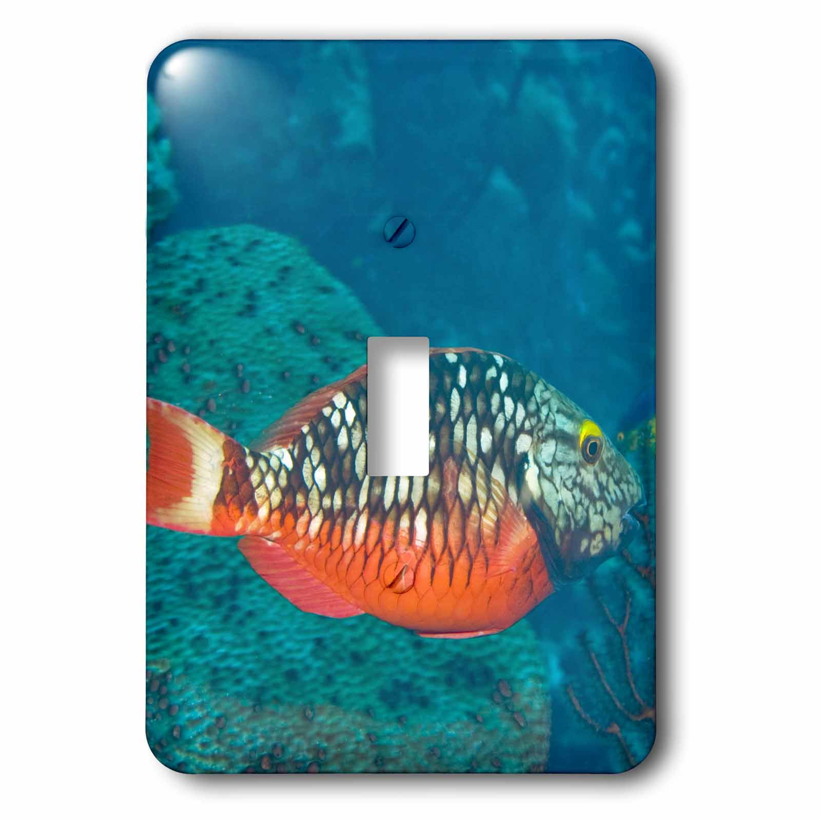 3dRose, Stoplight Parrotfish, Hol Chan, Belize - SA02 SWS0073 - Stuart ...