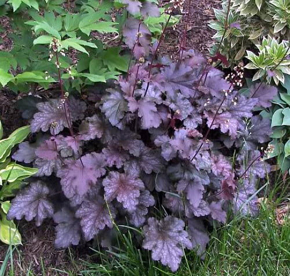 Stormy Seas Fancy Leaf Coral Bells - Heuchera - Live Plant - Quart Pot ...