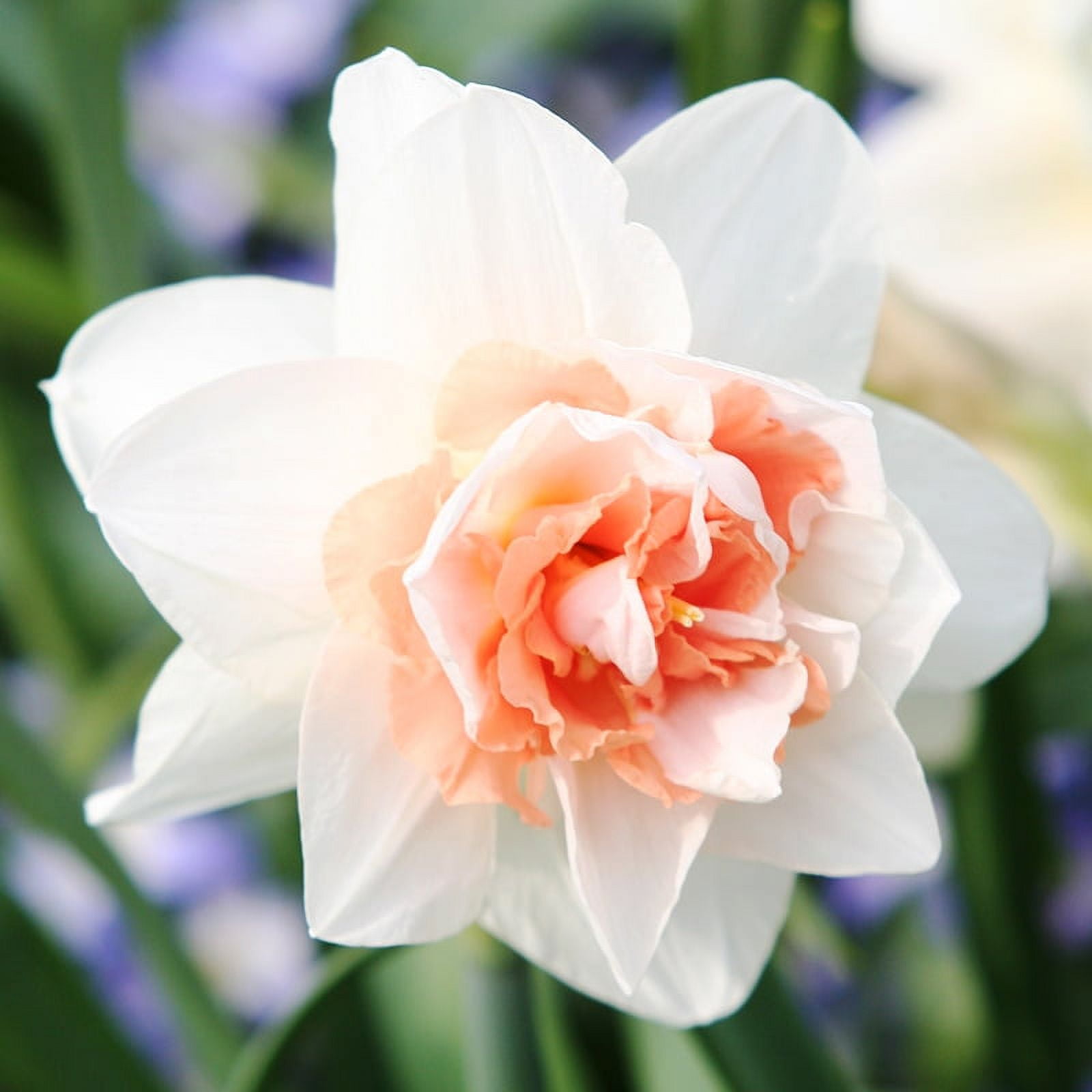 Holland Bulb Farms My Story Double Daffodil Bulbs, 10 Pack, Fragrant ...