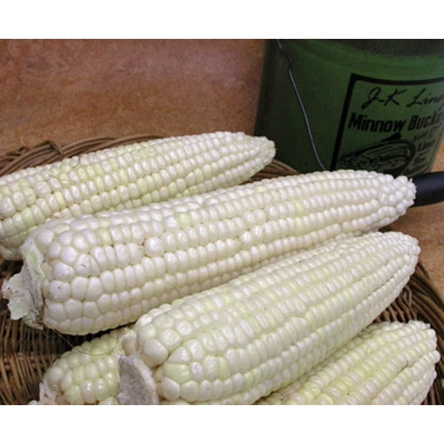 Stowells Evergreen White Corn Seeds - 100 Count Seed Pack - one of The ...