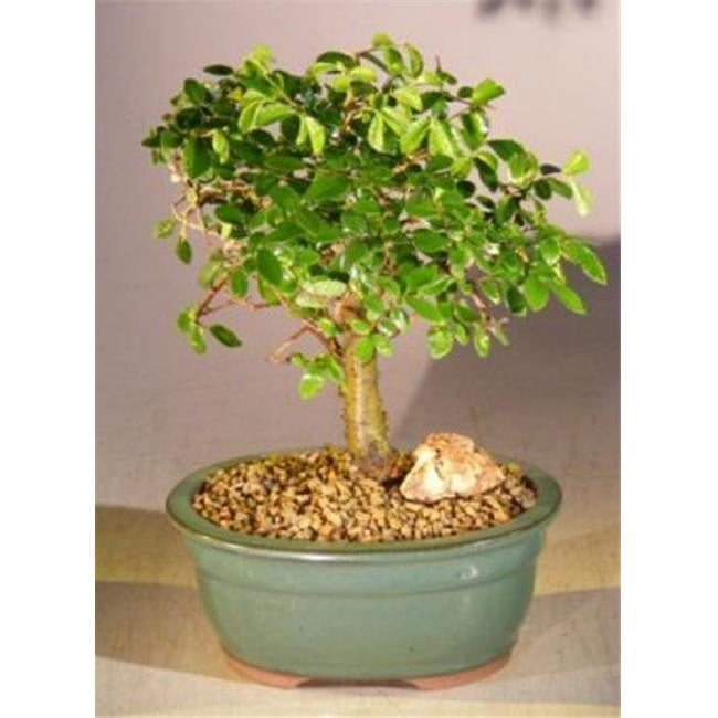Straight Trunk Style Aged Ulmus Parvifolia Chinese Elm Bonsai Tree ...