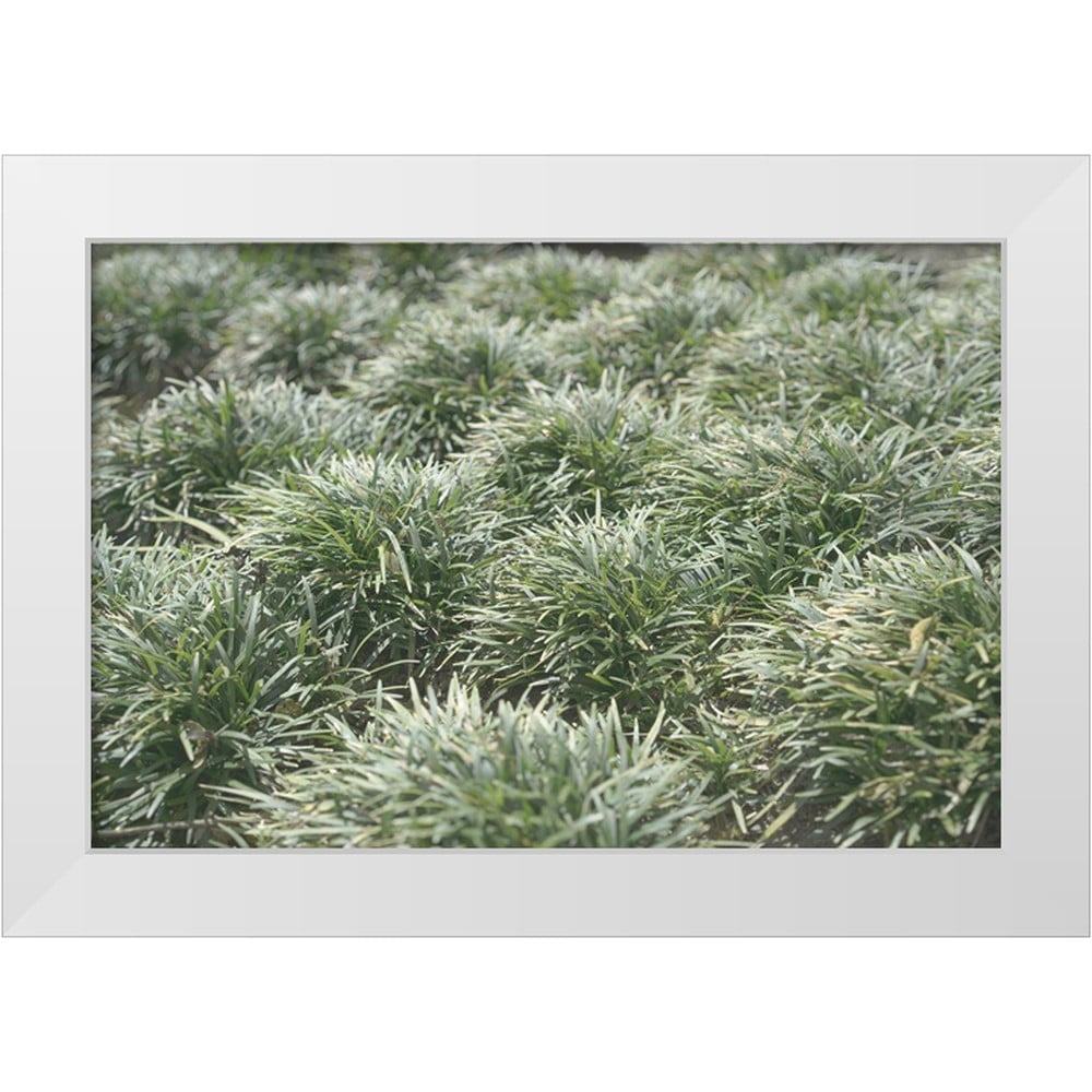 Stramel, Renee W. 24x17 White Modern Wood Framed Museum Art Print ...