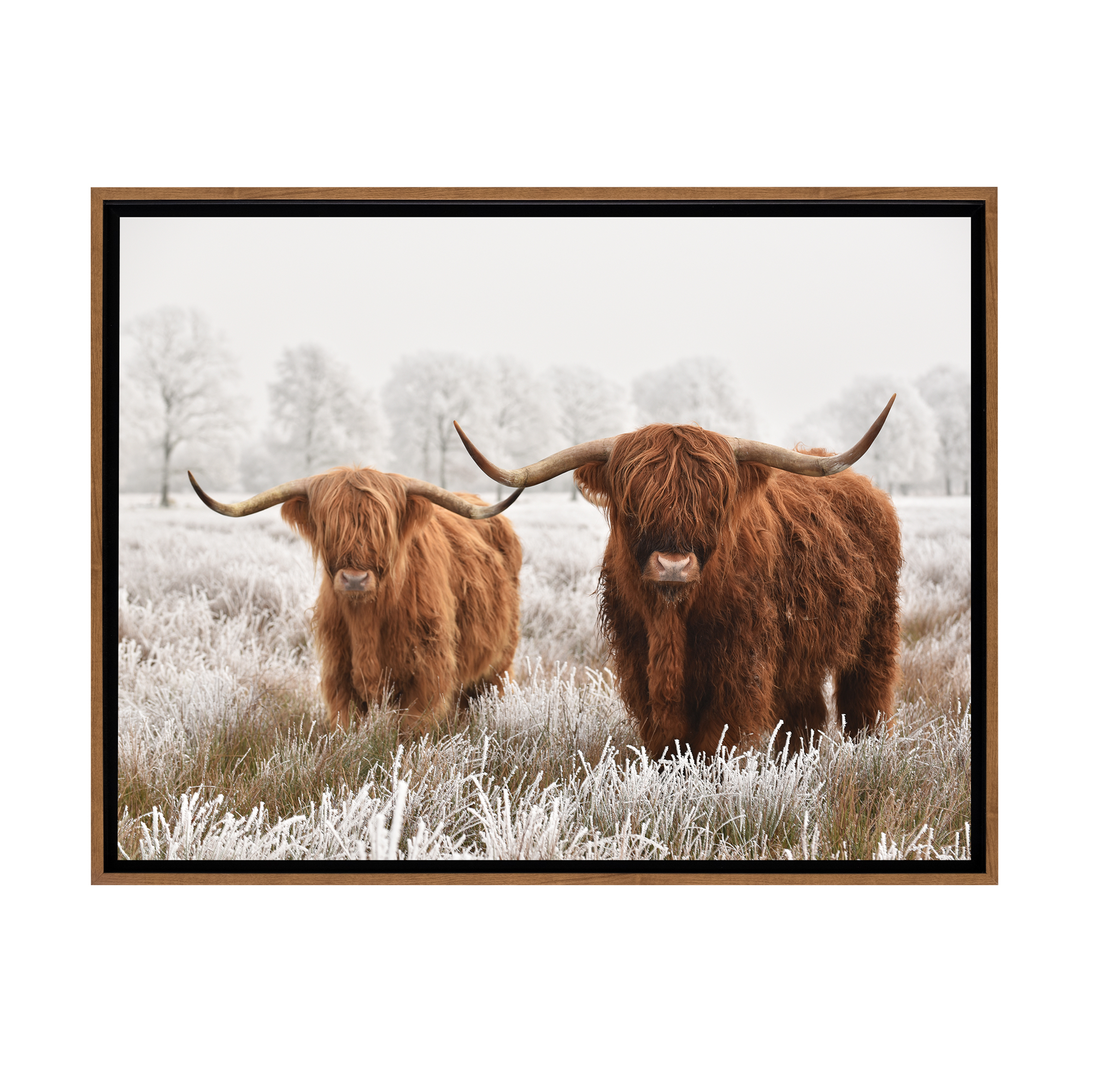 Stratton Home Decor Highland Cattle Framed Canvas Wall Art - Walmart.com