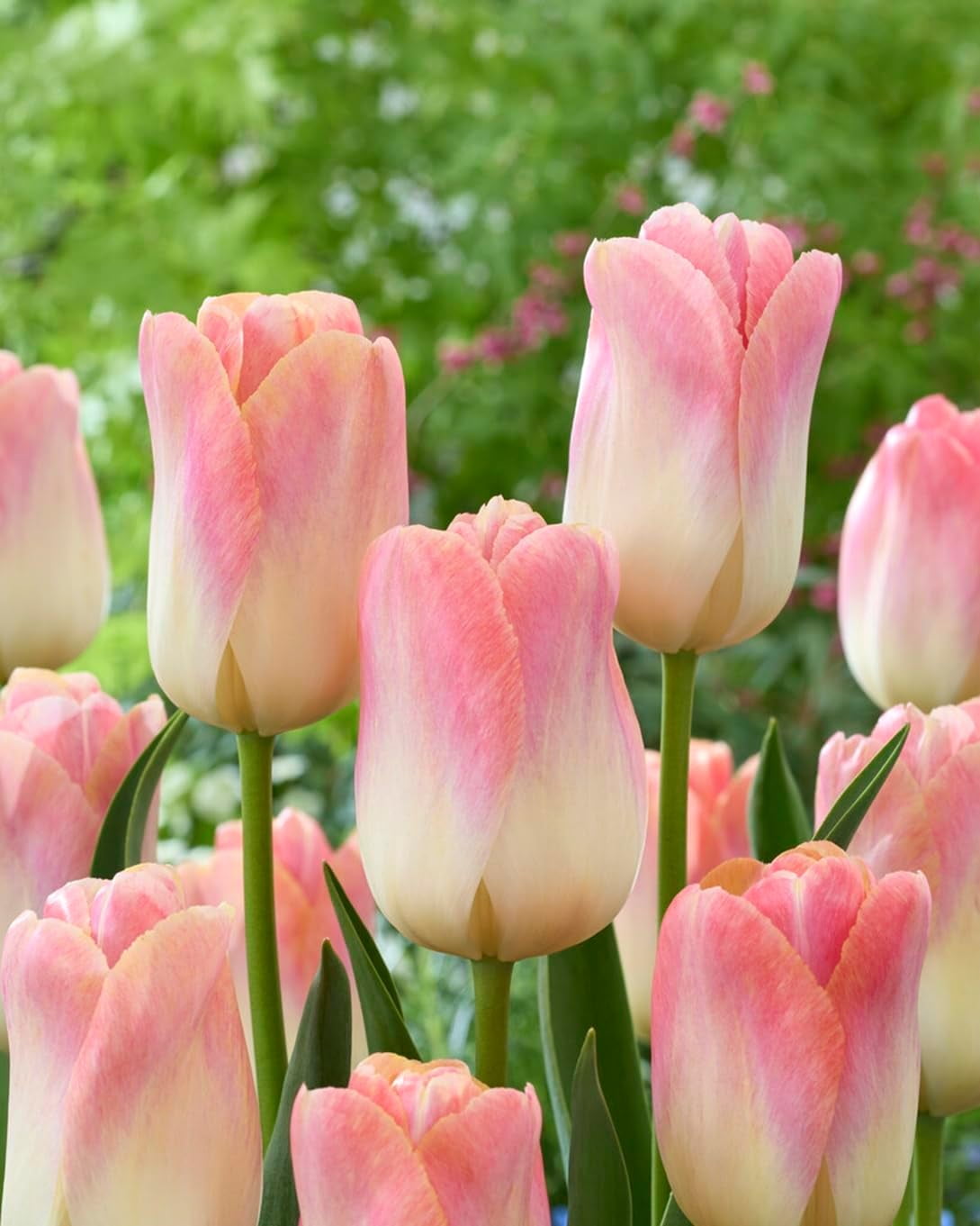 Strawberries and Cream Tulip Bulbs for Planting – Pink and White Tulips ...