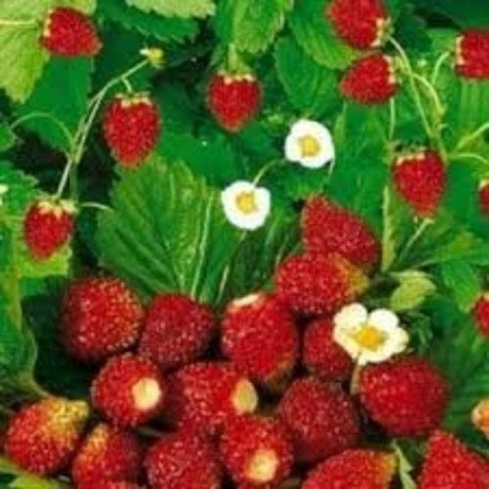 Seed Kingdom 40 Strawberry Alpine Fragaria Vesca Plant Seeds, Heirloom ...