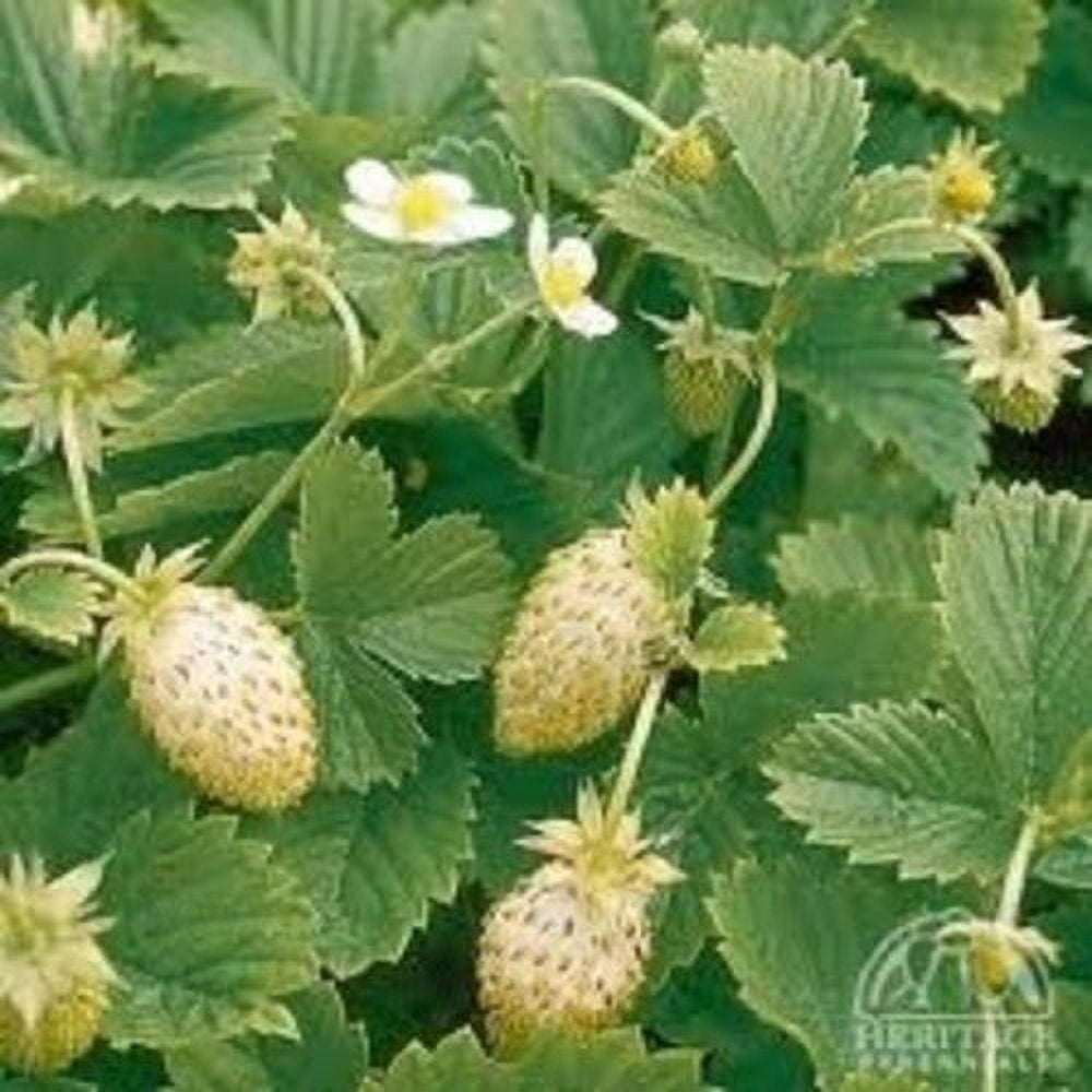 Strawberry Alpine Yellow Wonder BULK 1,000 Seeds Great Heirloom ...